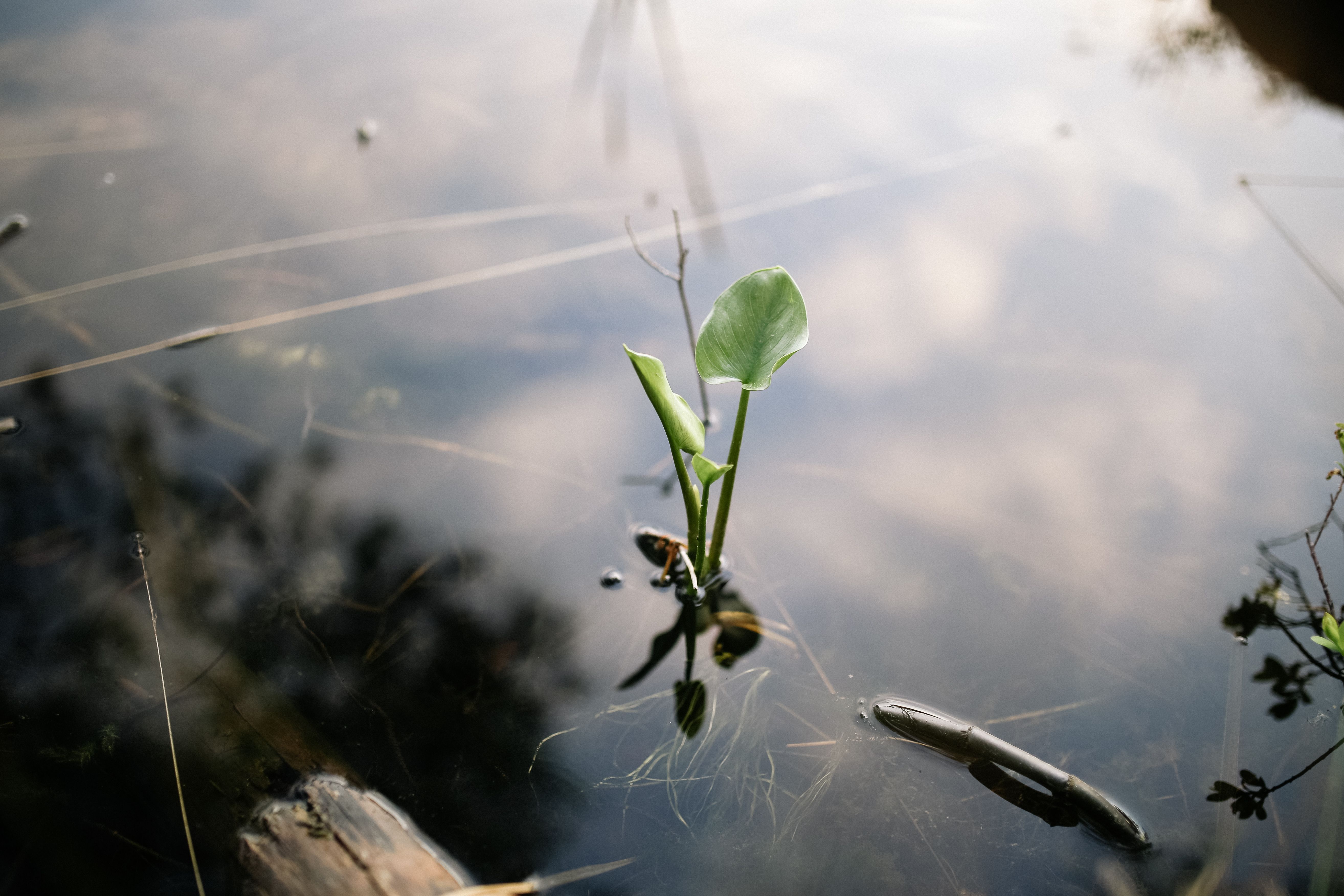 Birch Tree Growing on Ground · Free Stock Photo