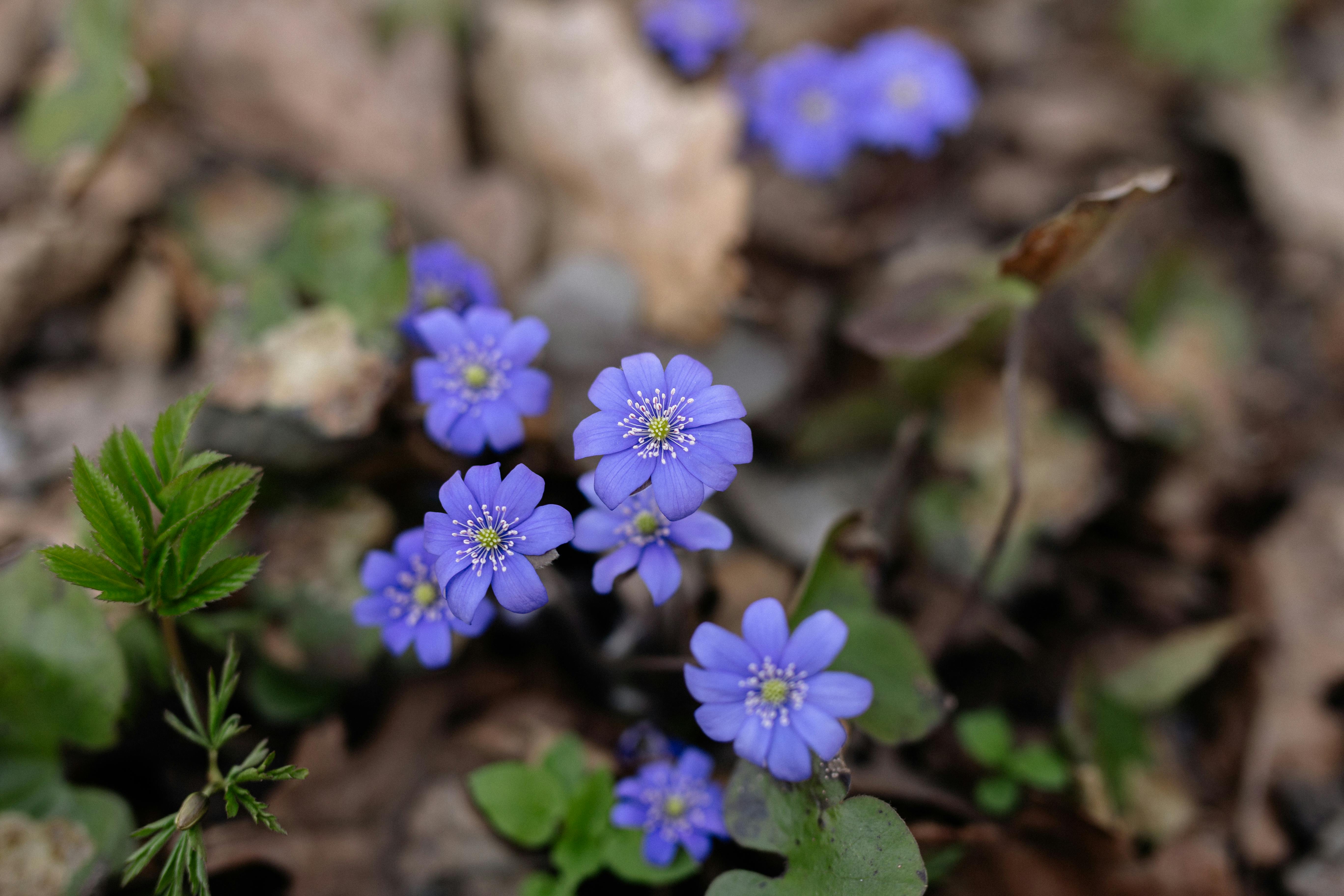 Close up of Small Purple Wildflowers · Free Stock Photo