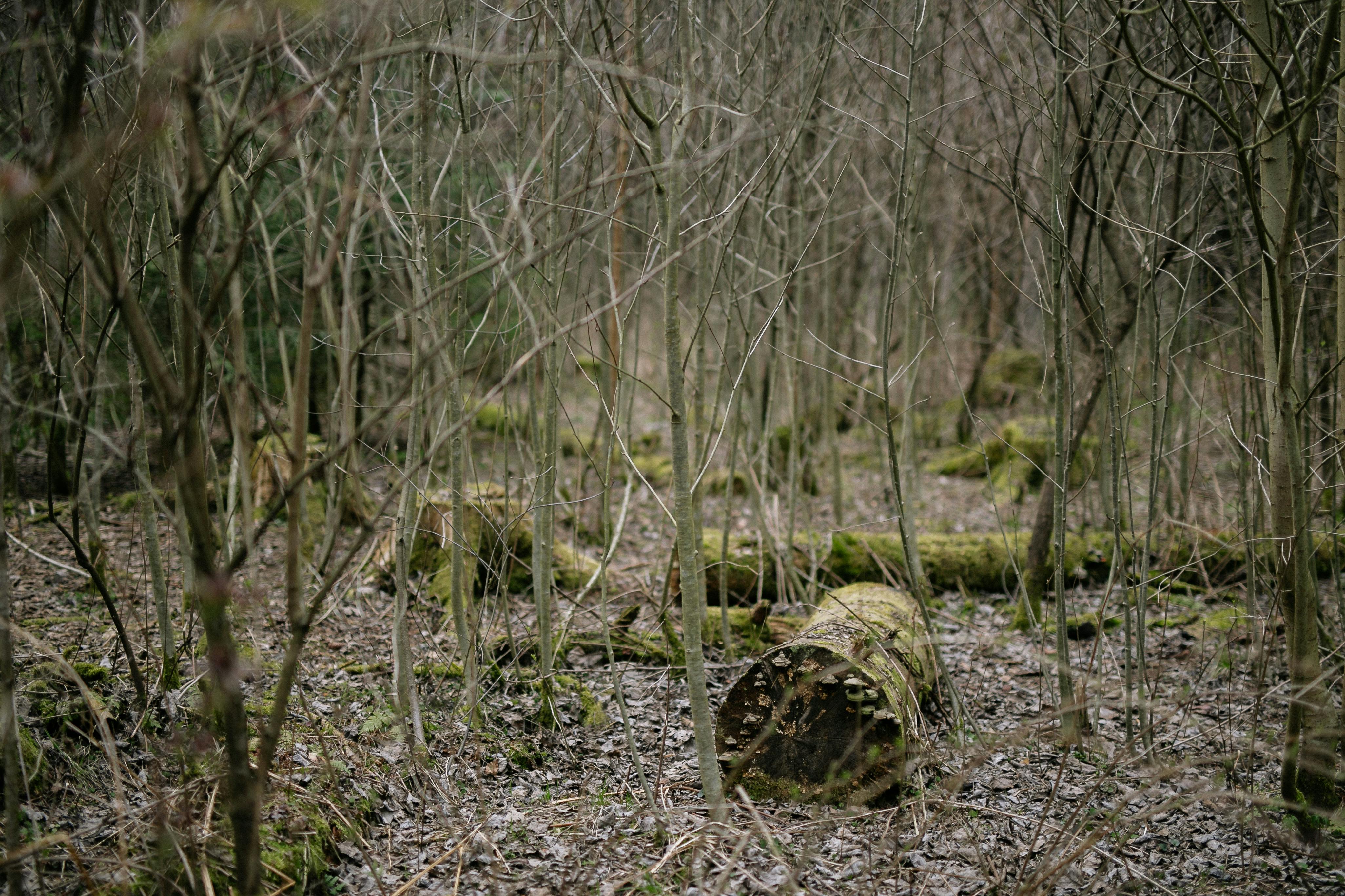 Old Fallen Tree Trunks in a Forest · Free Stock Photo