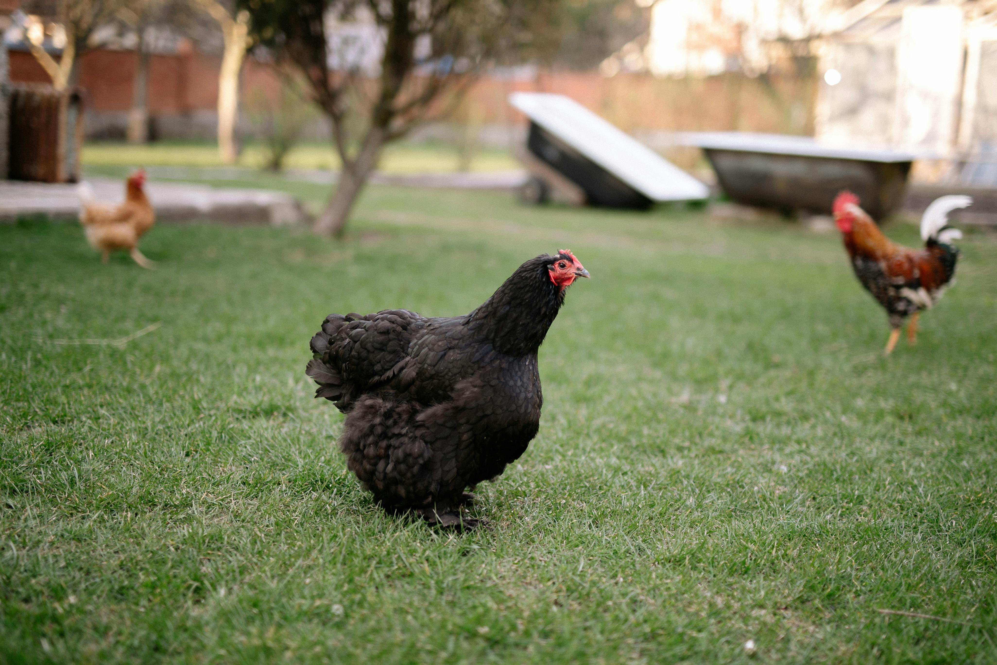 24,374+ Best Free Chicken farm Stock Photos & Images · 100% Royalty ...