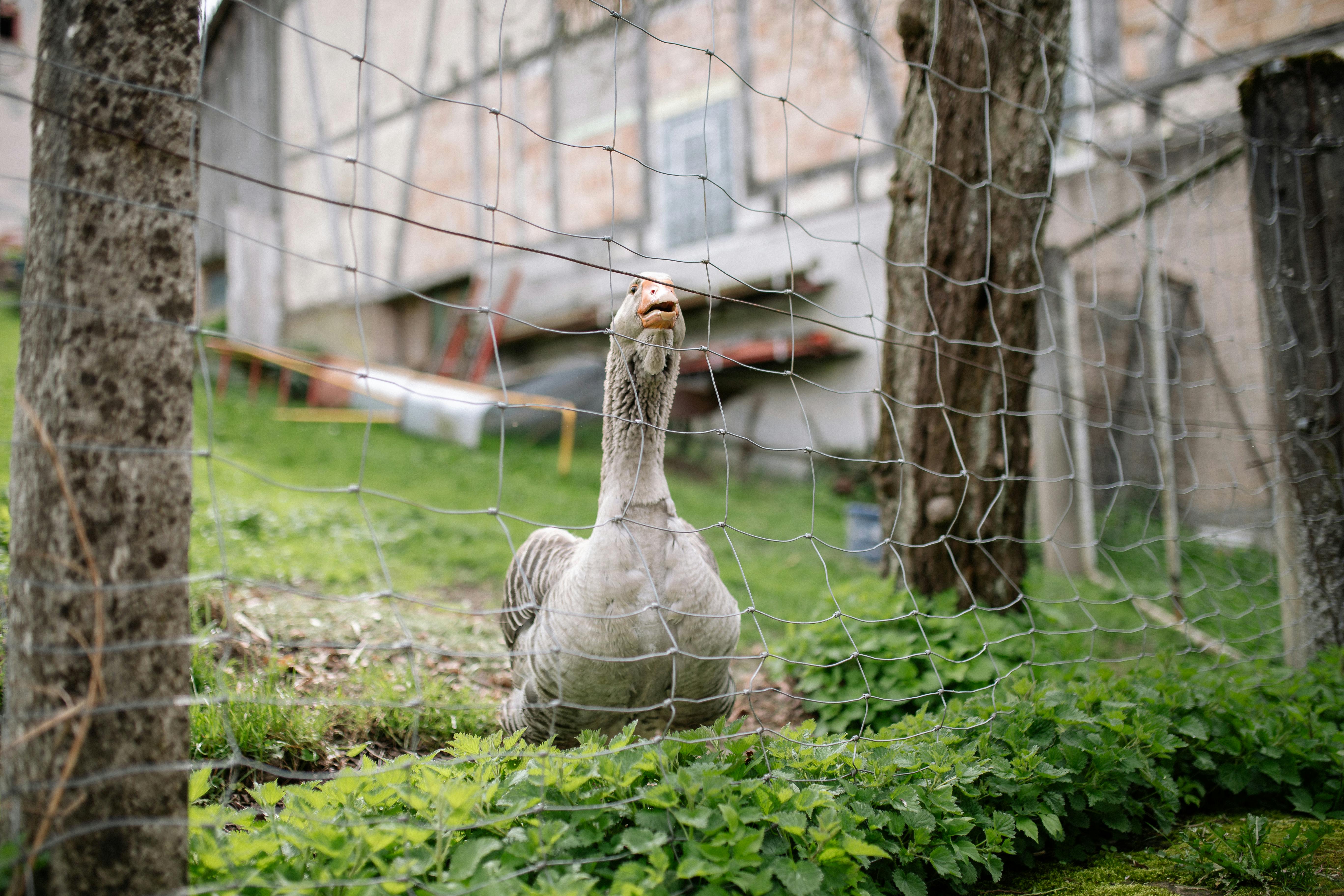 Goose behind Fence · Free Stock Photo