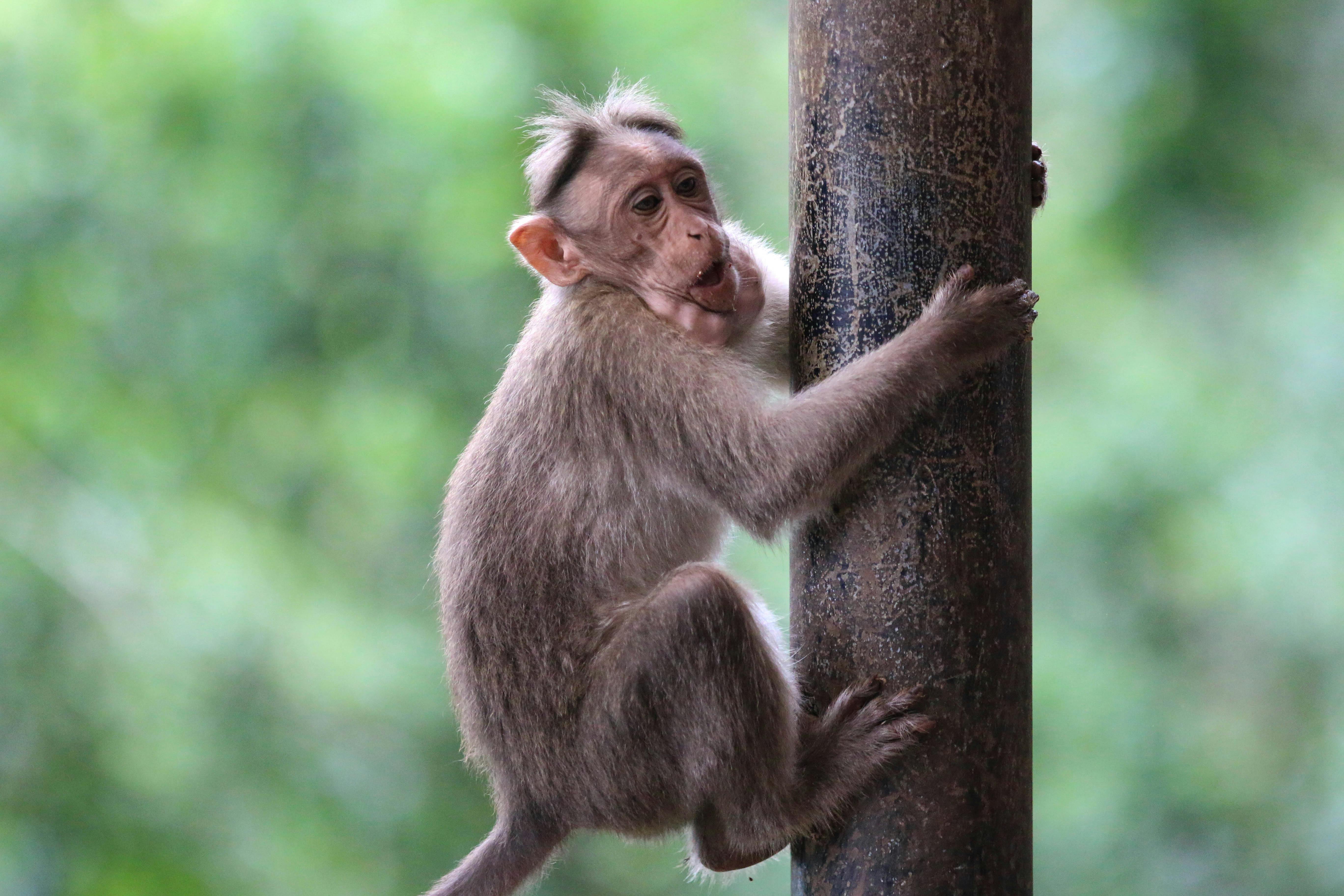 Two Gray Monkey on Black Chair · Free Stock Photo