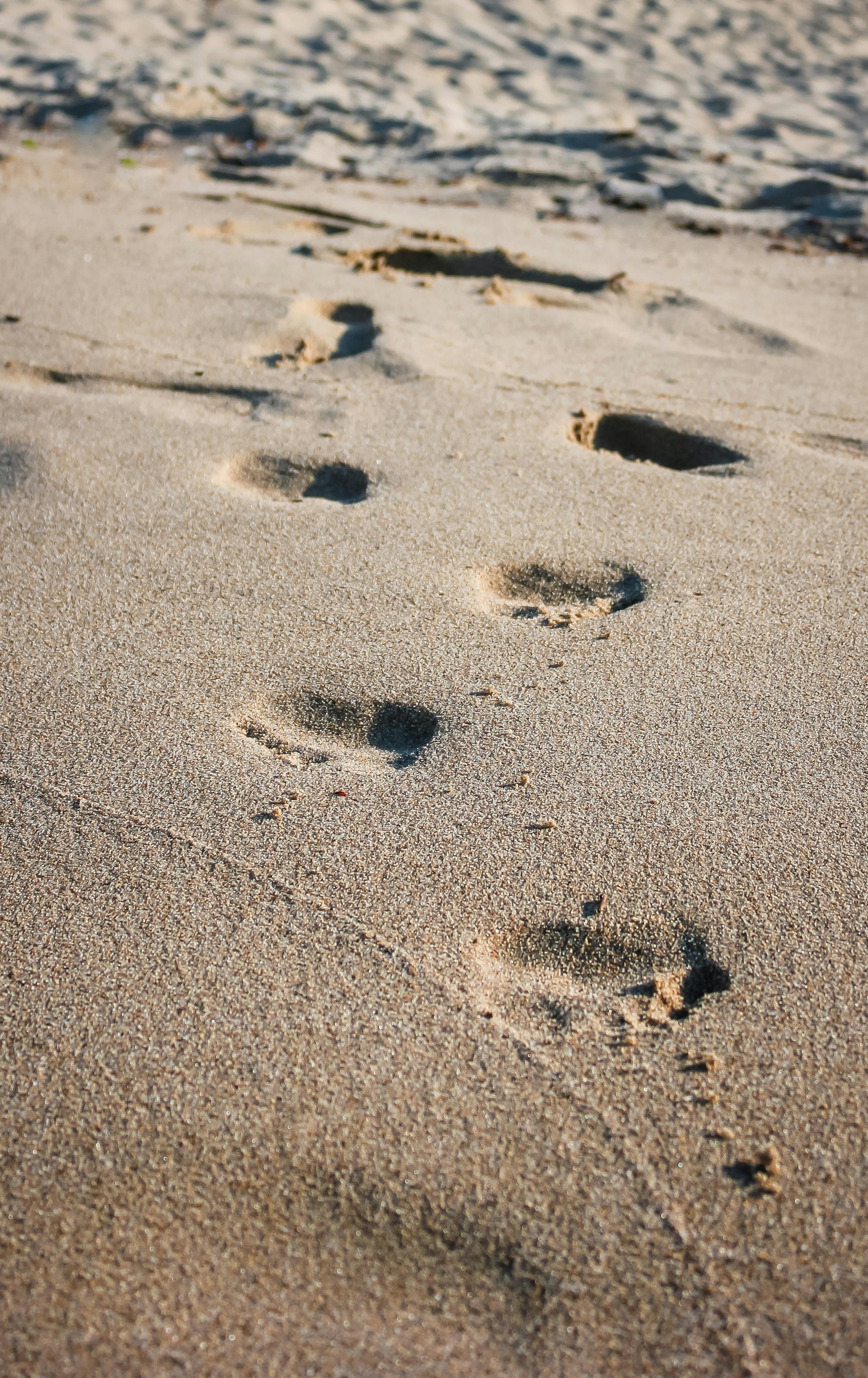 Small Footsteps Photos, Download The BEST Free Small Footsteps Stock ...