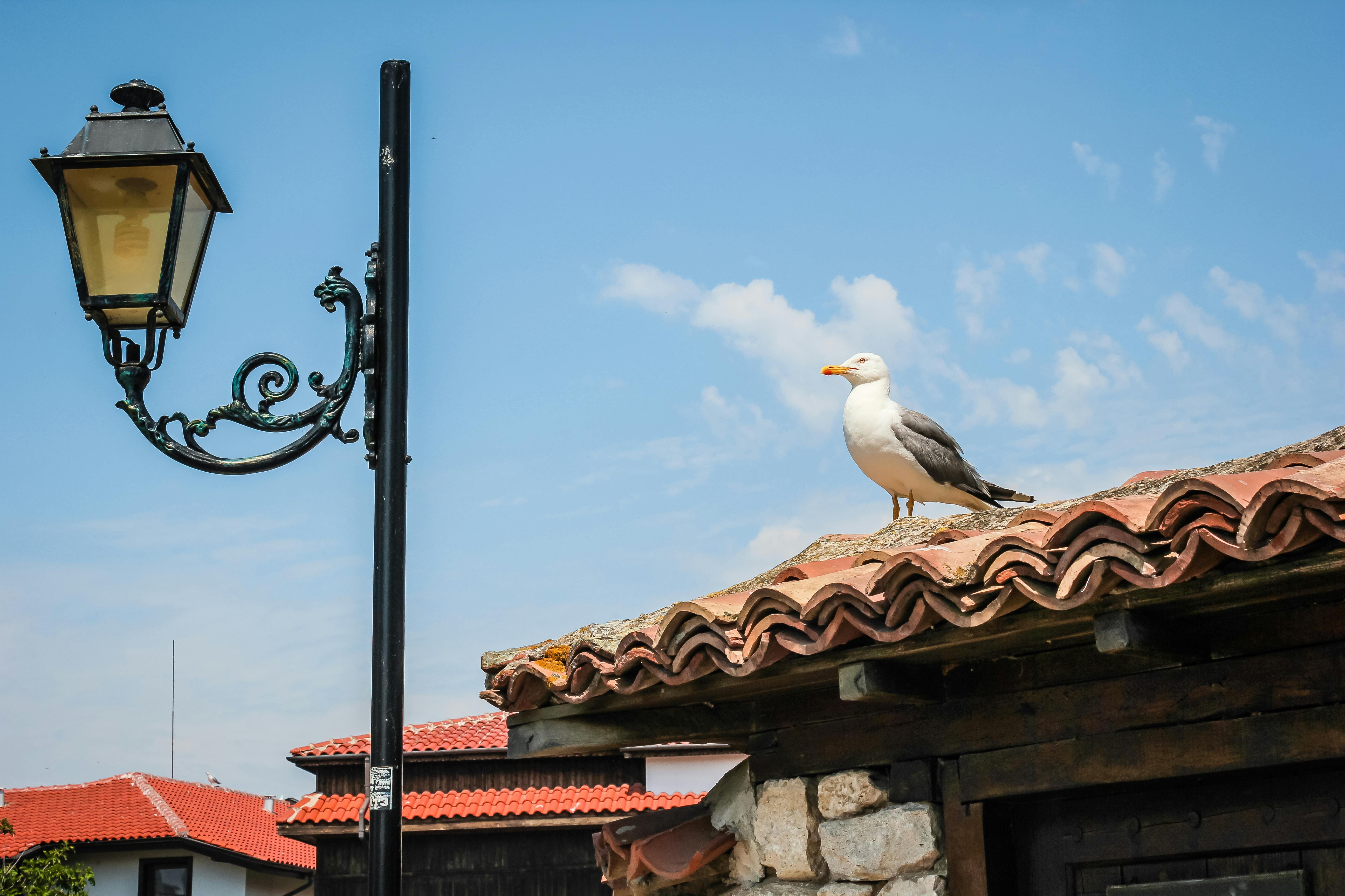 Rooftop Day Photos, Download The BEST Free Rooftop Day Stock Photos ...