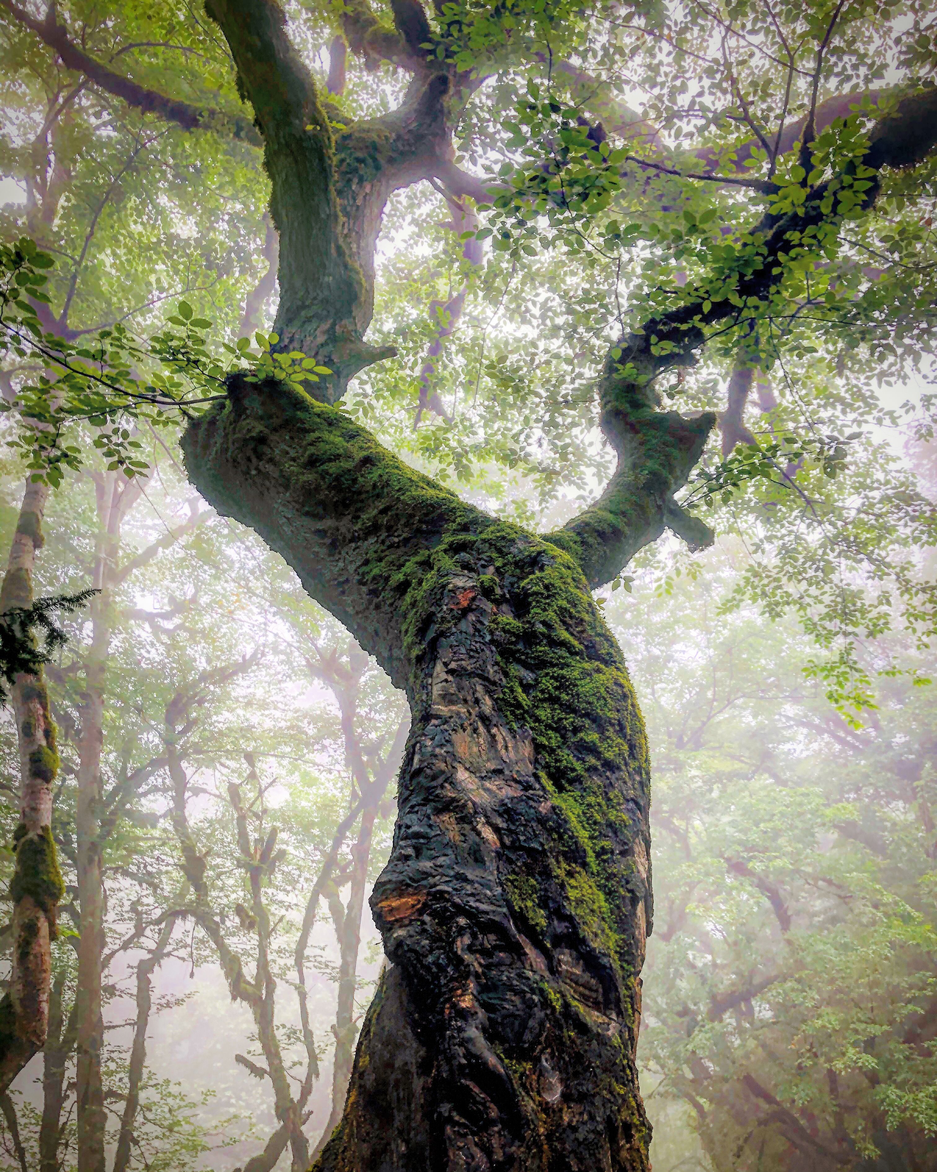 Monument in Green Forest · Free Stock Photo