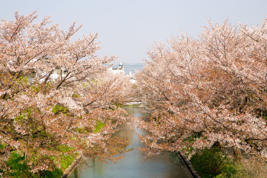 How Fast Do Cherry Blossom Trees Grow and Develop: A Guide