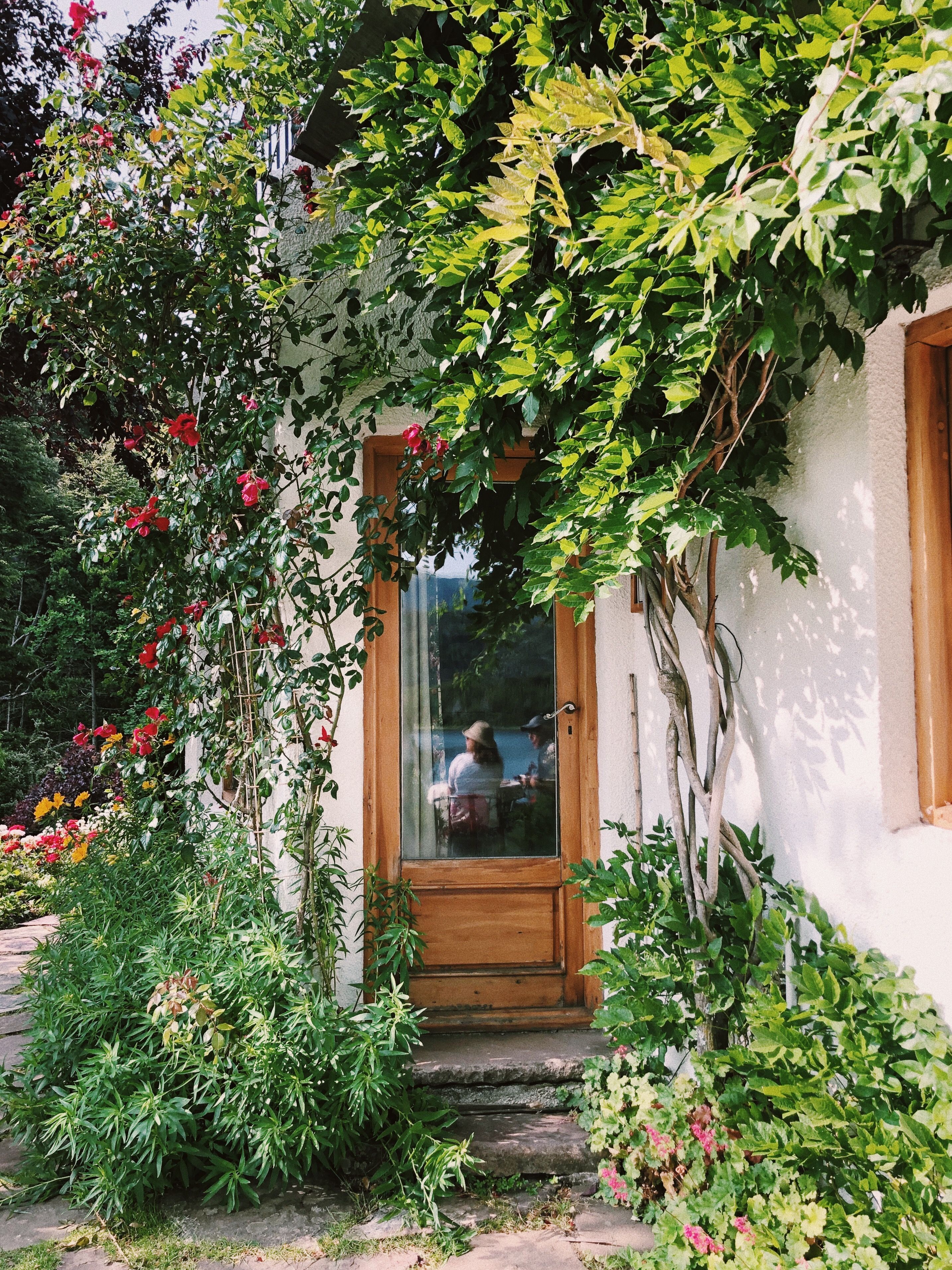Green and Red Plant on Window · Free Stock Photo