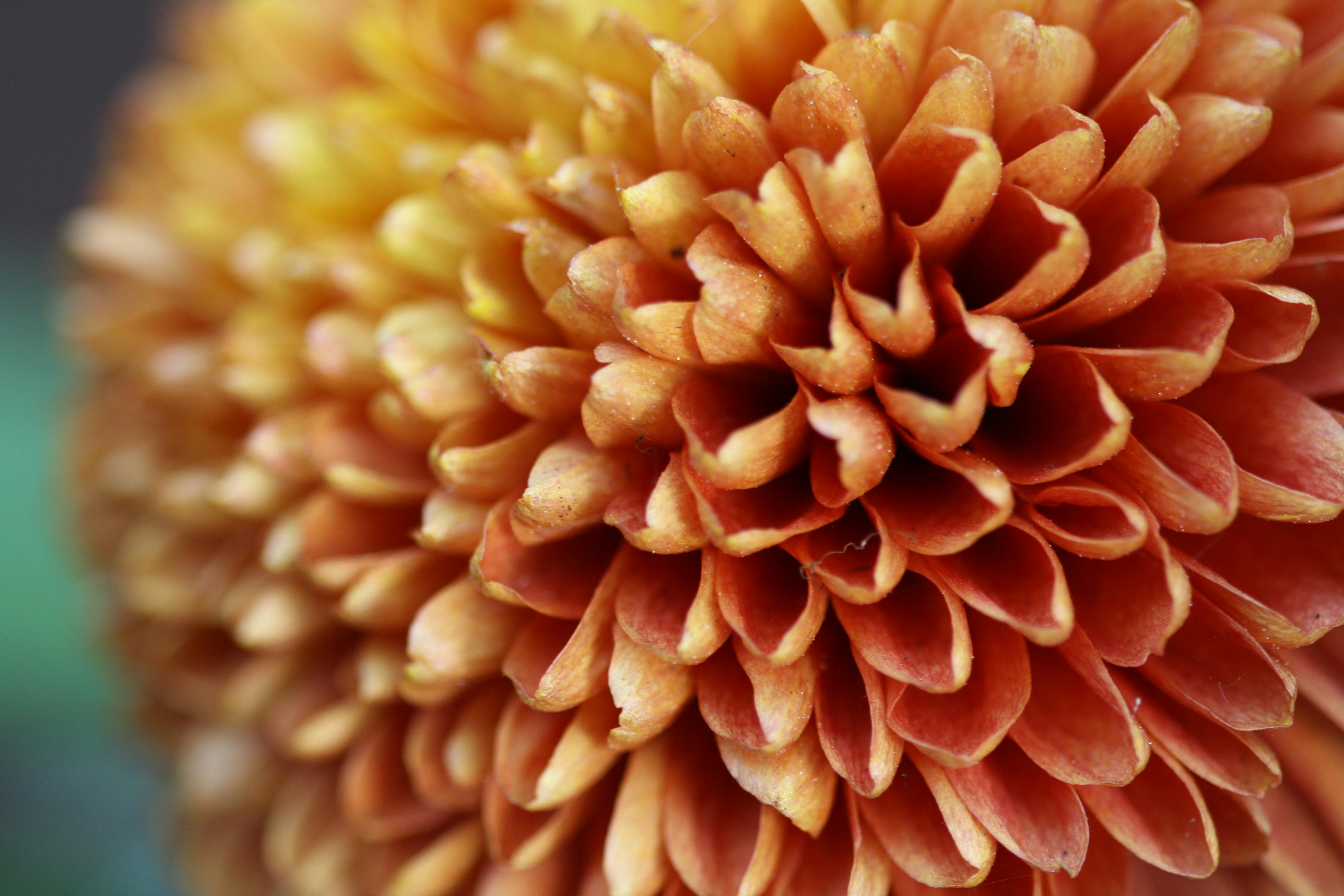Close-Up of a Flower · Free Stock Photo
