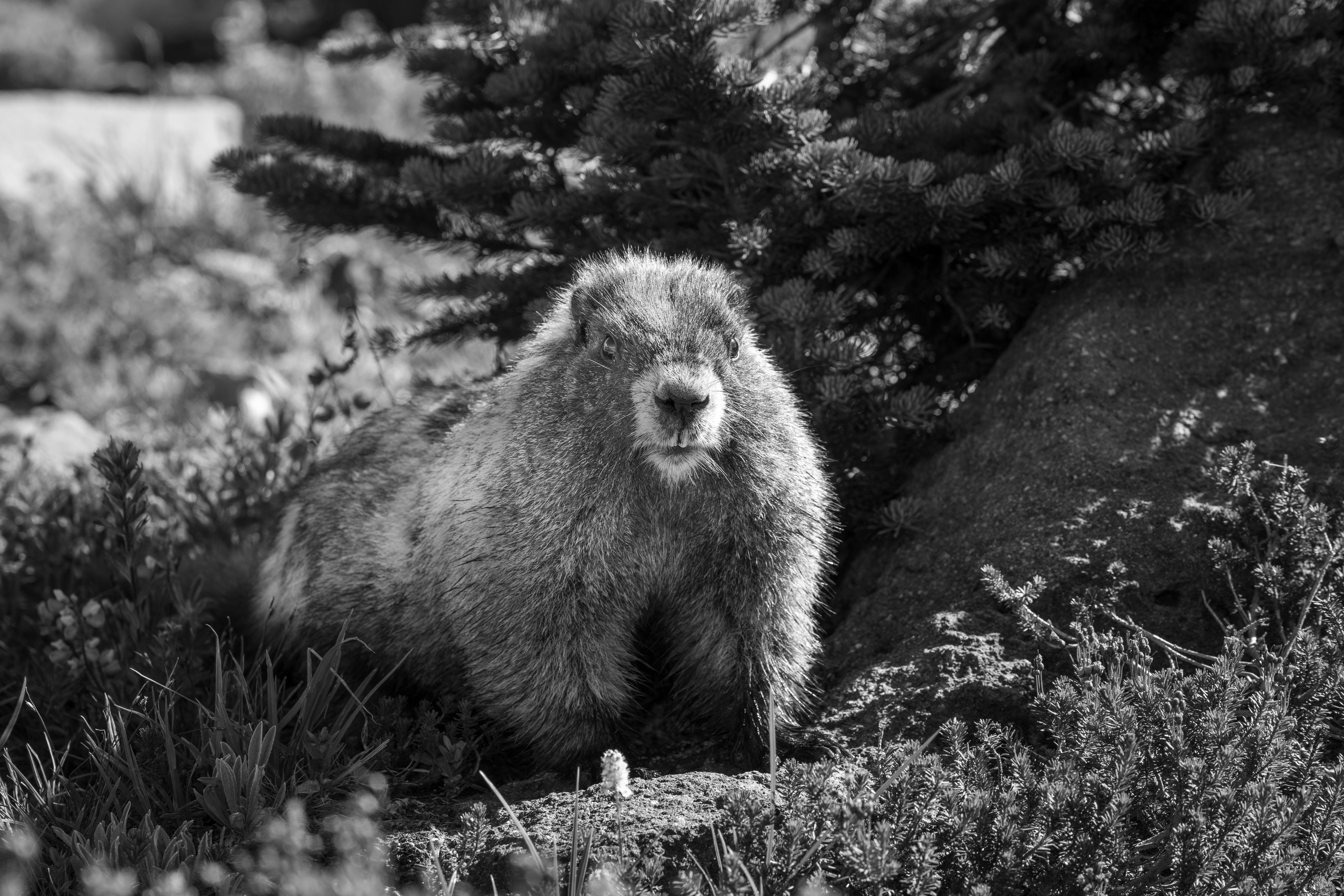 Groundhog on a Forest Ground · Free Stock Photo