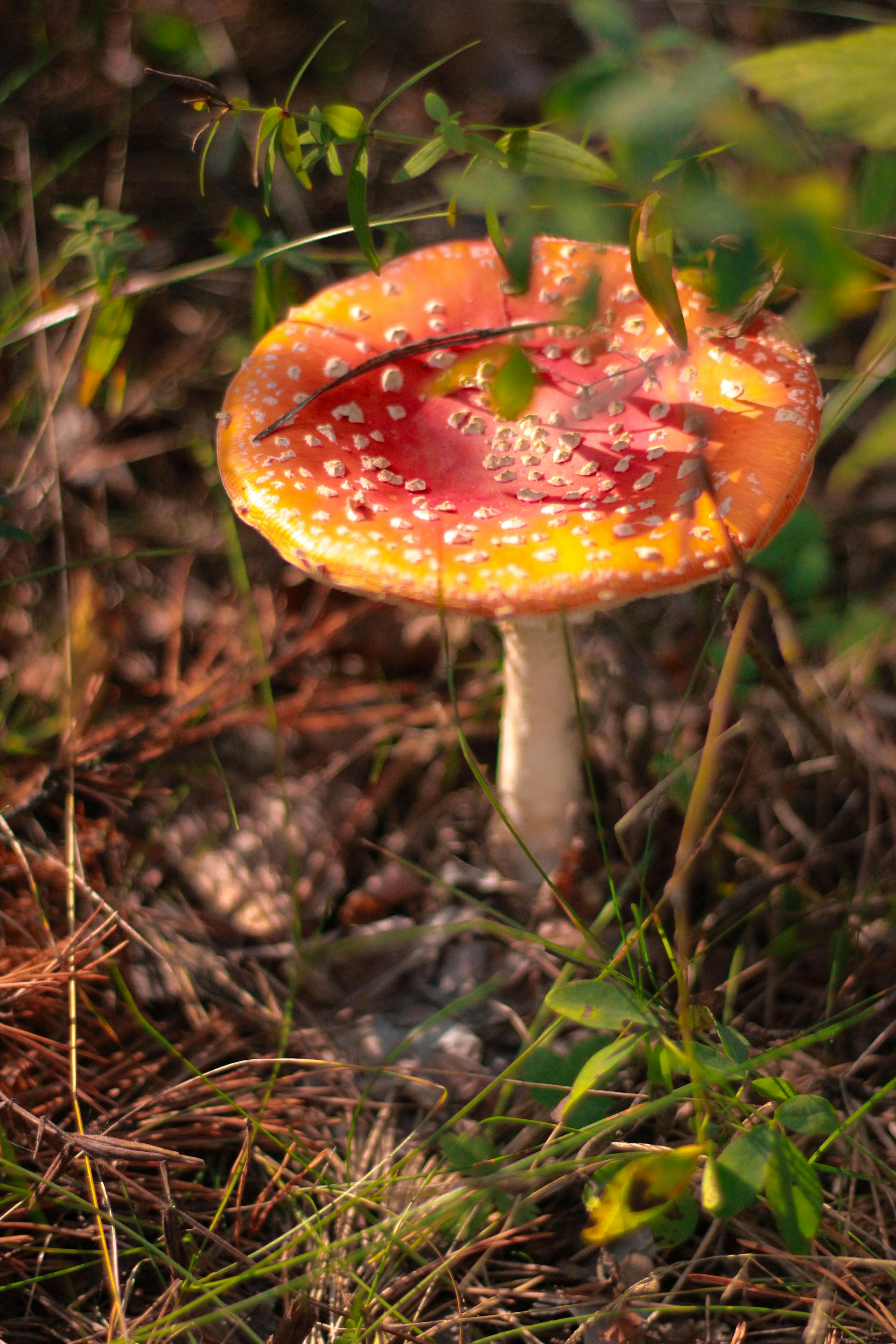A Bleeding Fairy Helmet Mushroom · Free Stock Photo