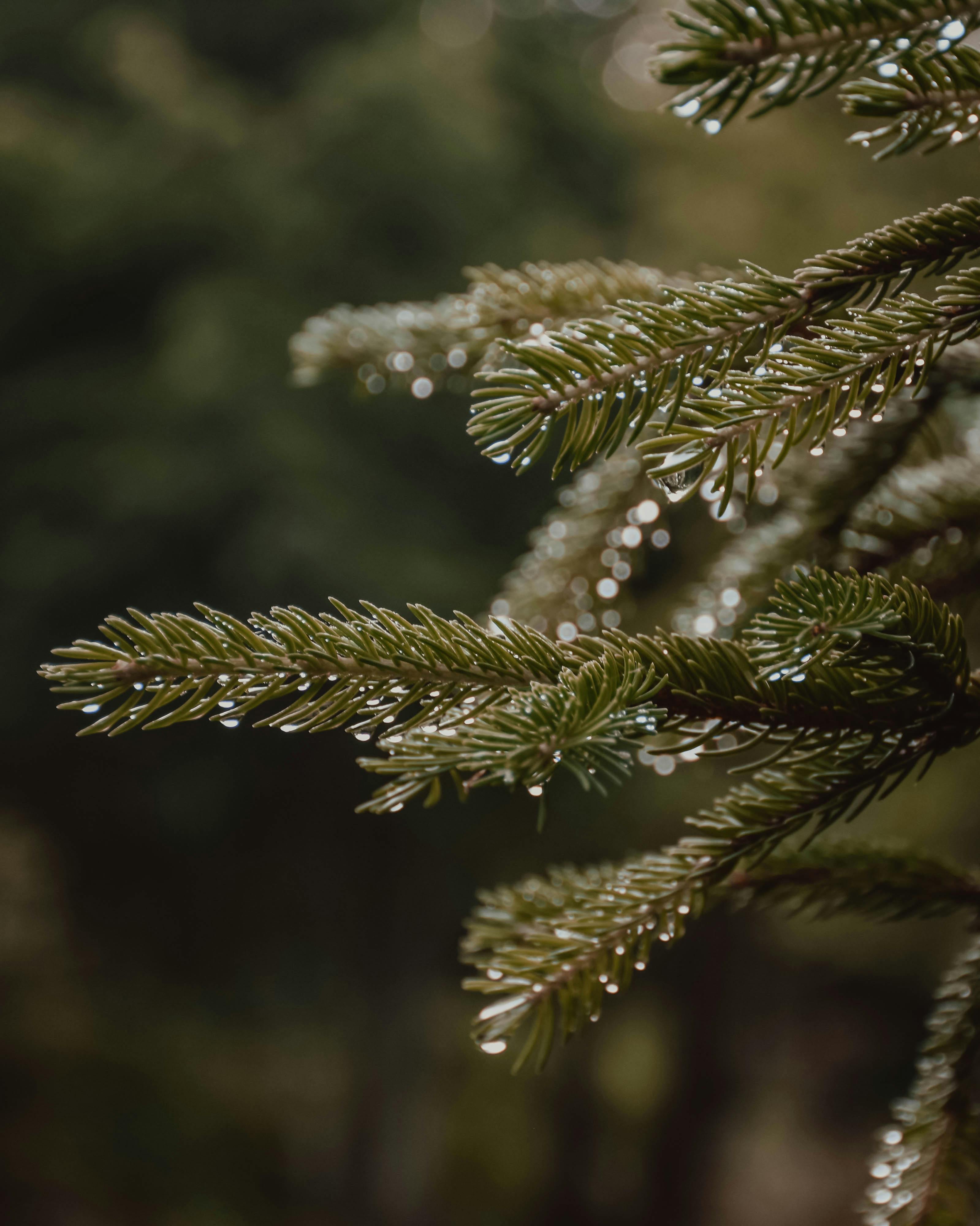 Wet Tree Branch · Free Stock Photo
