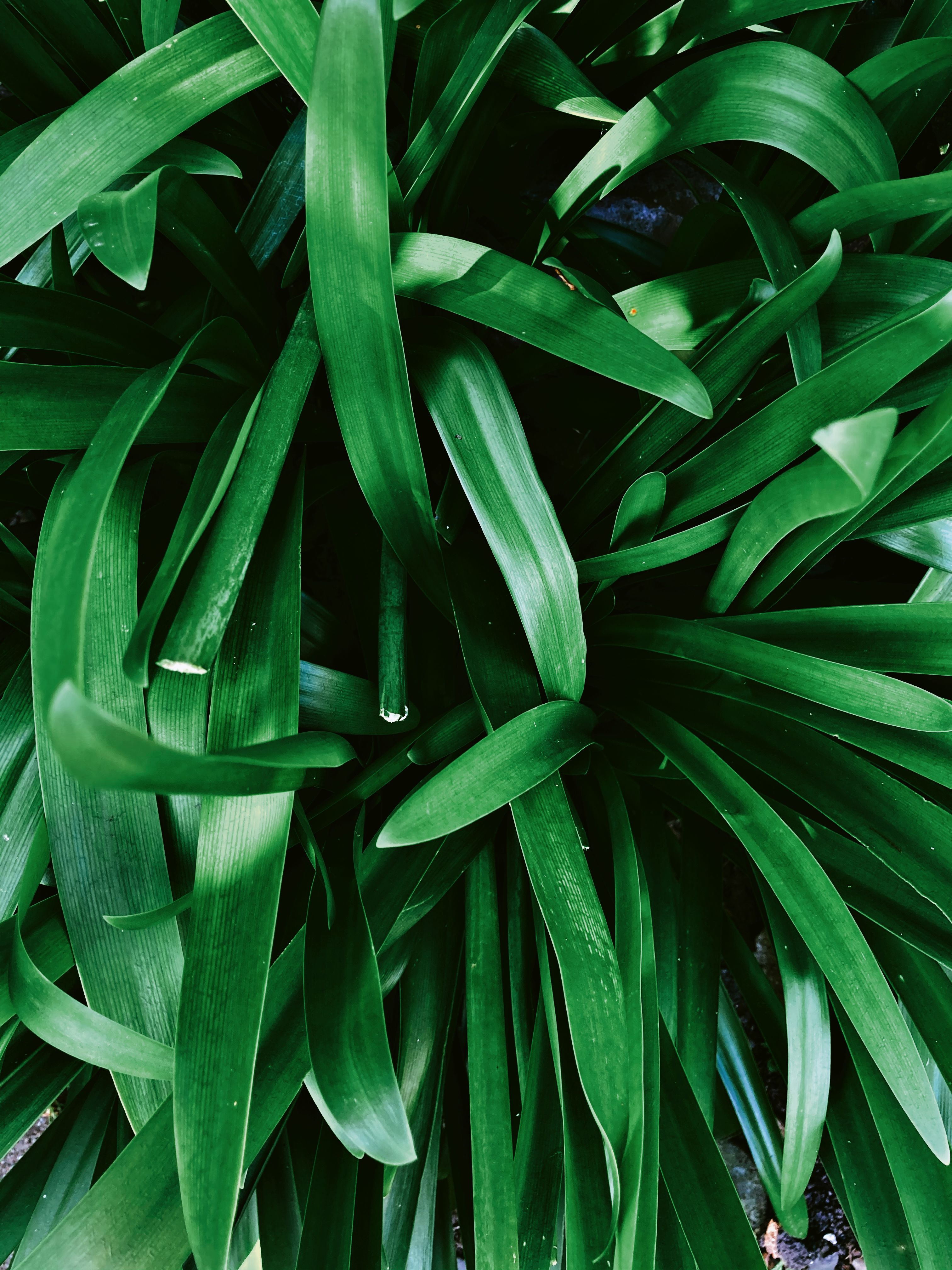 Vibrant green leaves of plant · Free Stock Photo