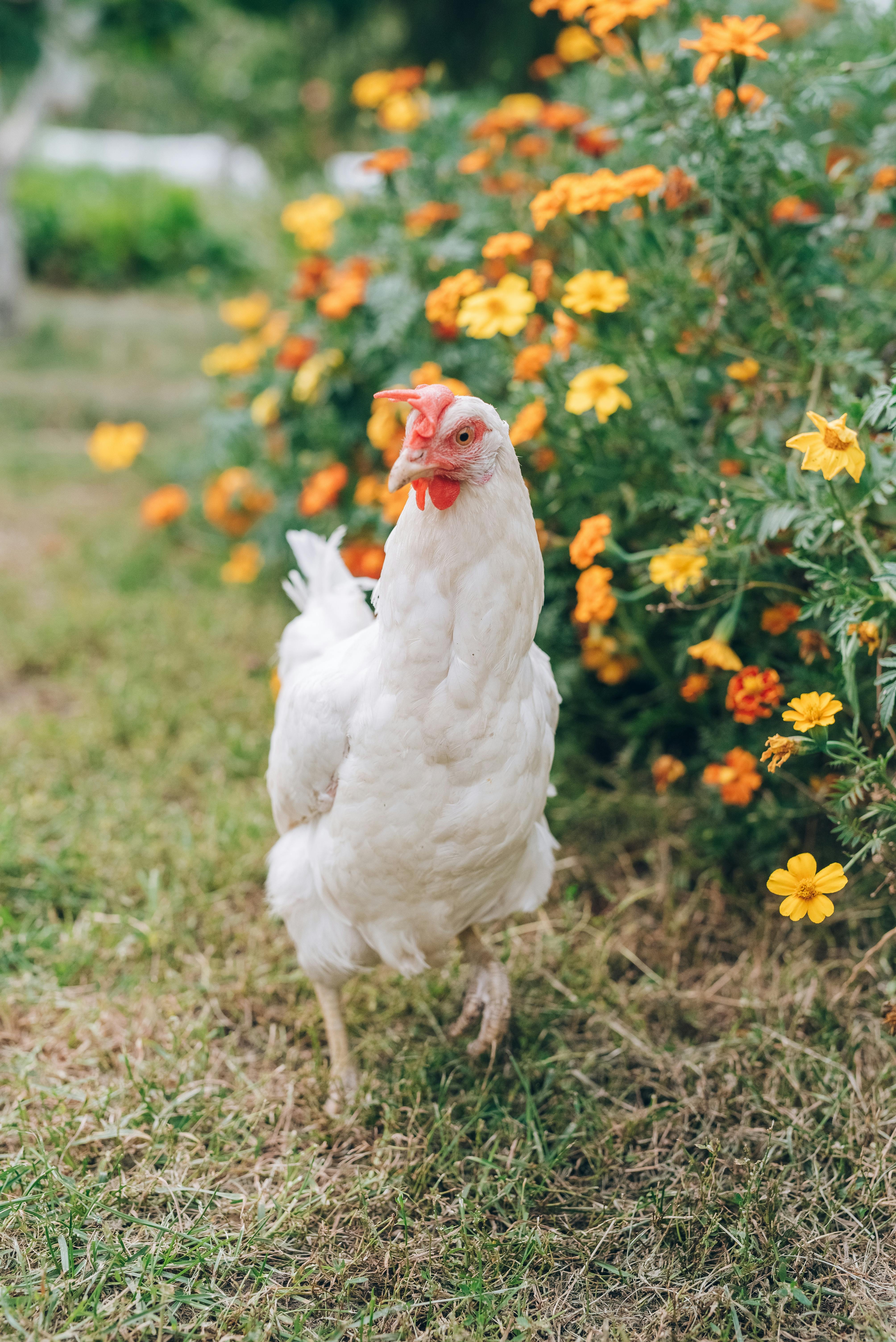 Walking White Hen on Grass · Free Stock Photo