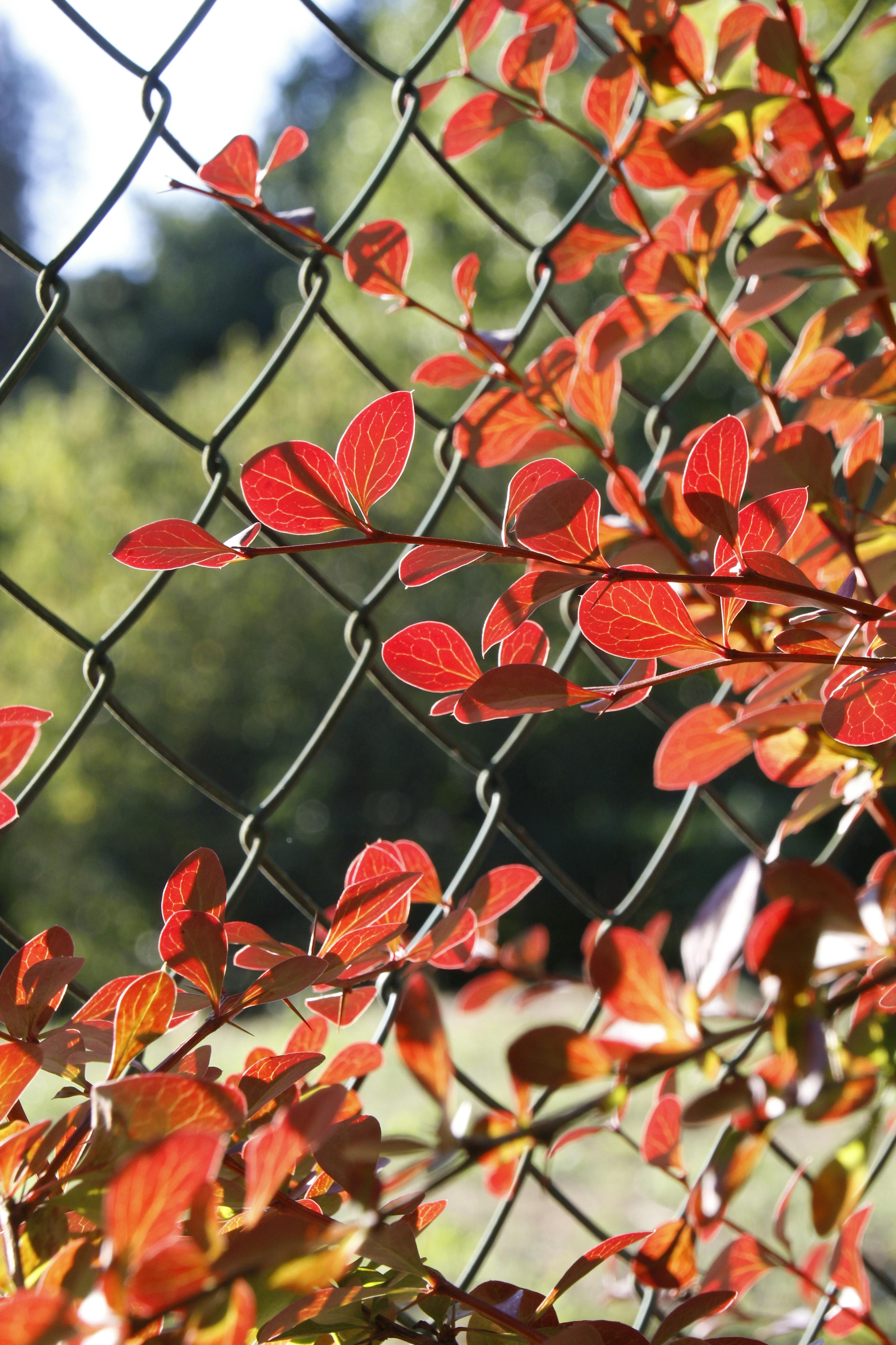 Wire Mesh · Free Stock Photo