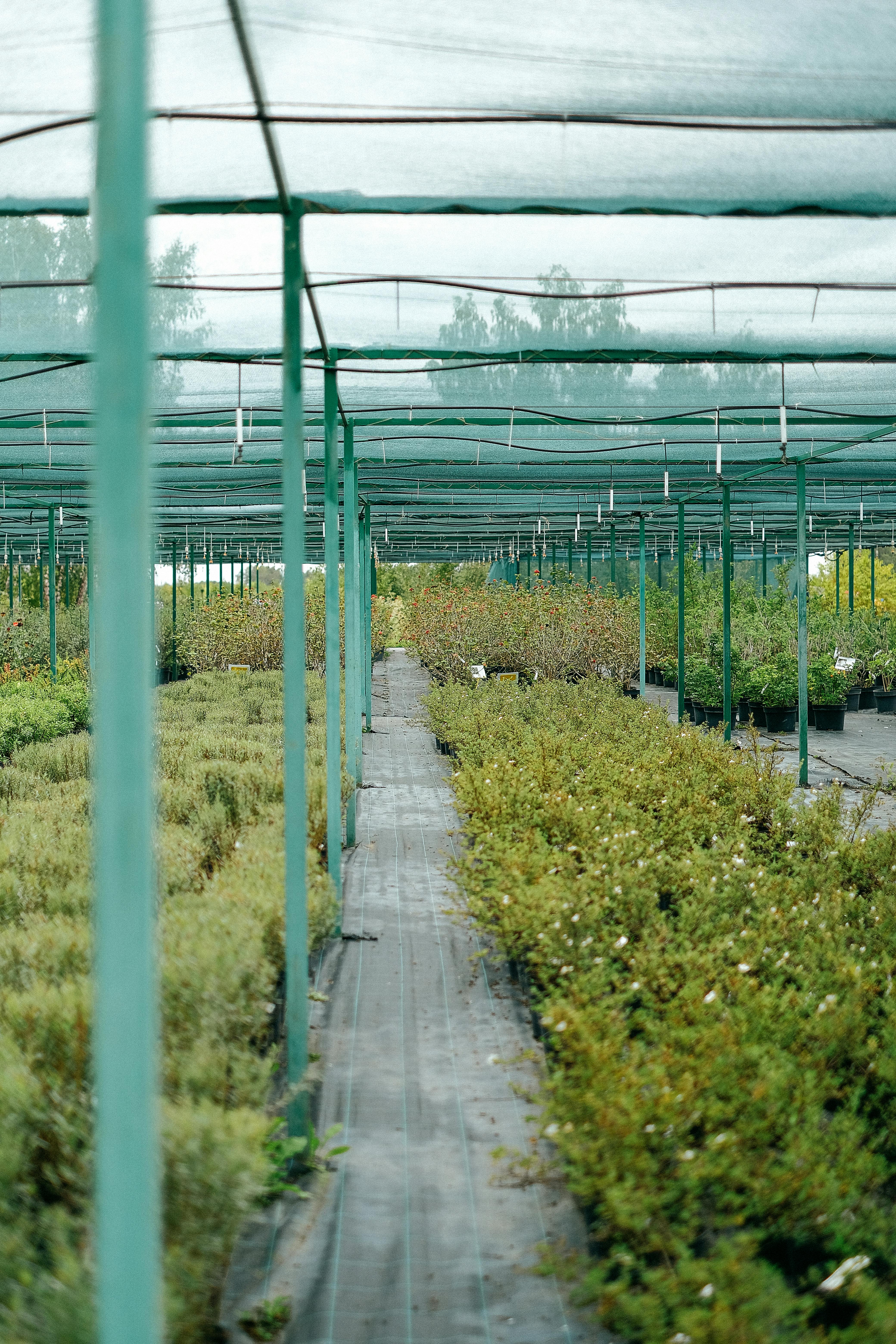 Cultivated plants growing in rows in greenhouse · Free Stock Photo