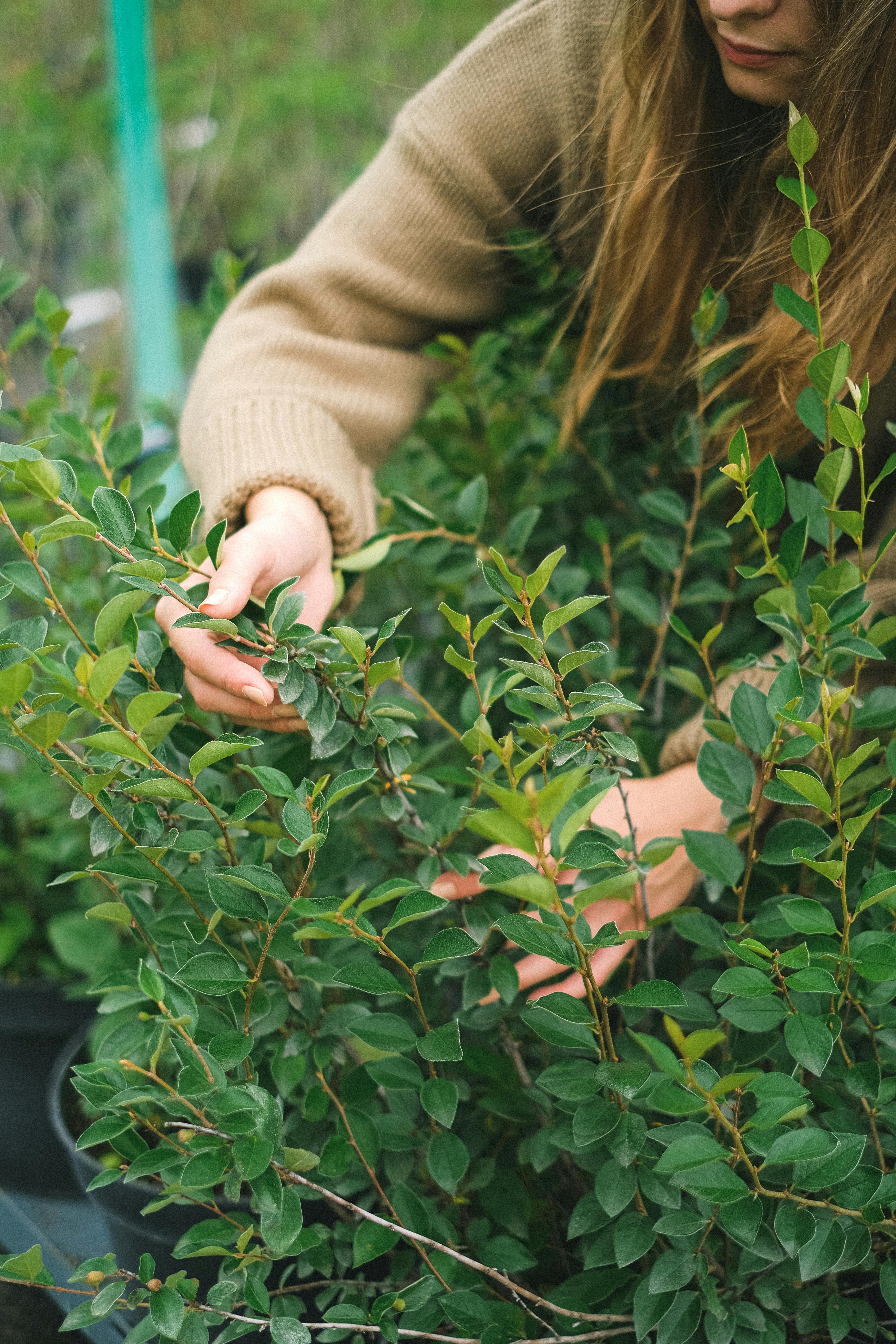 Crop faceless woman planting seedling into soil · Free Stock Photo