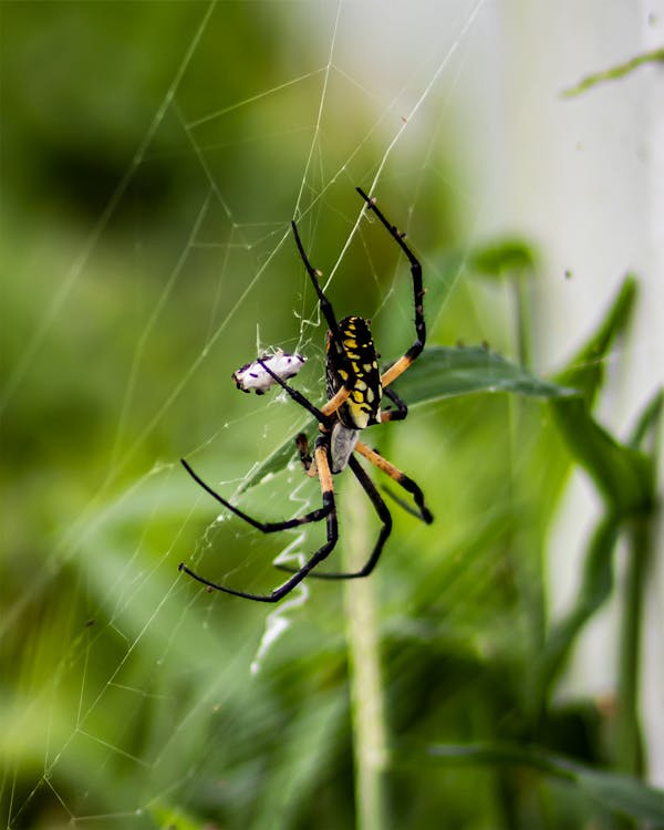 Writing Spider Photos, Download The BEST Free Writing Spider Stock ...