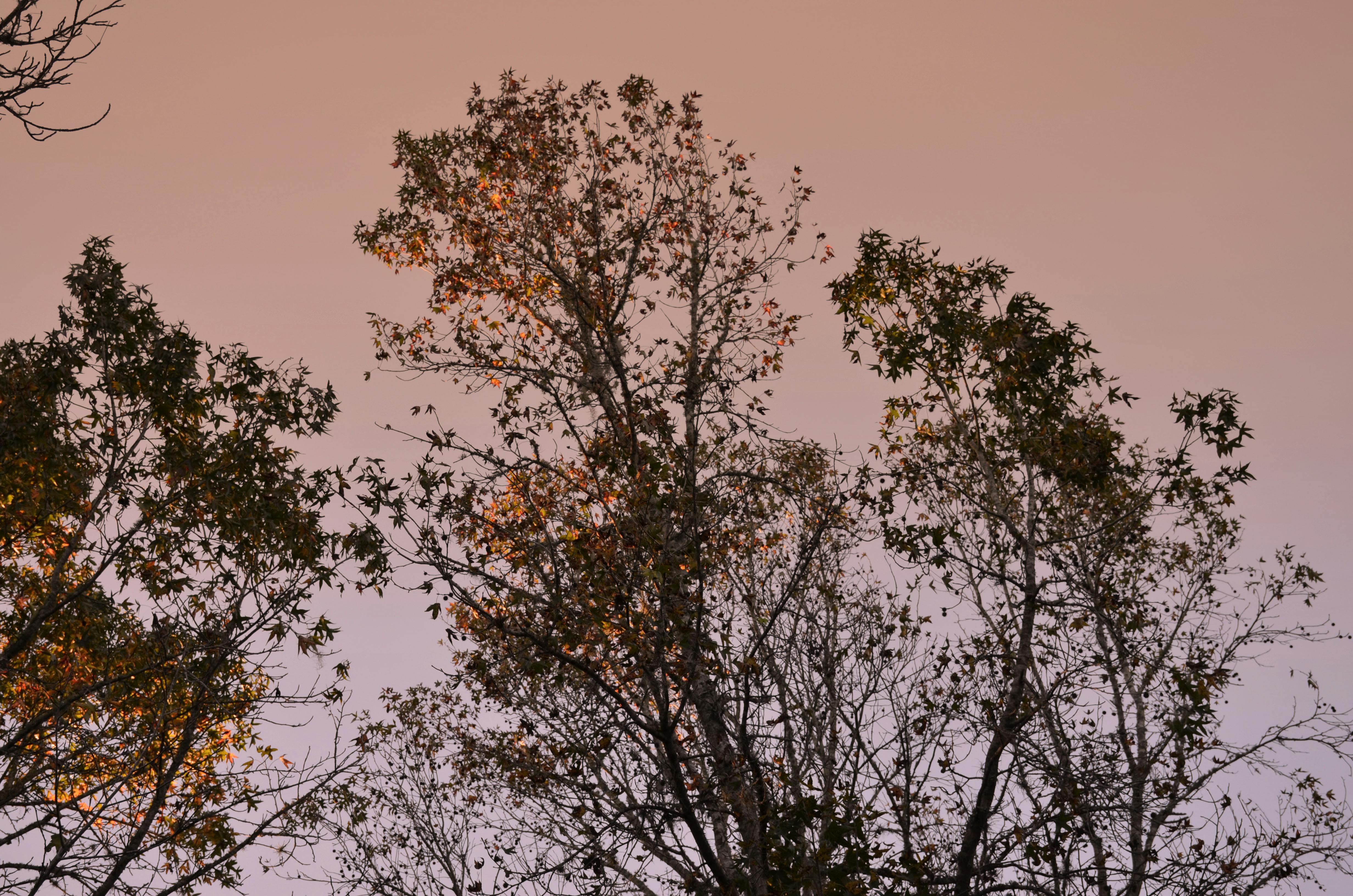 Free stock photo of awesome pic, background, parks