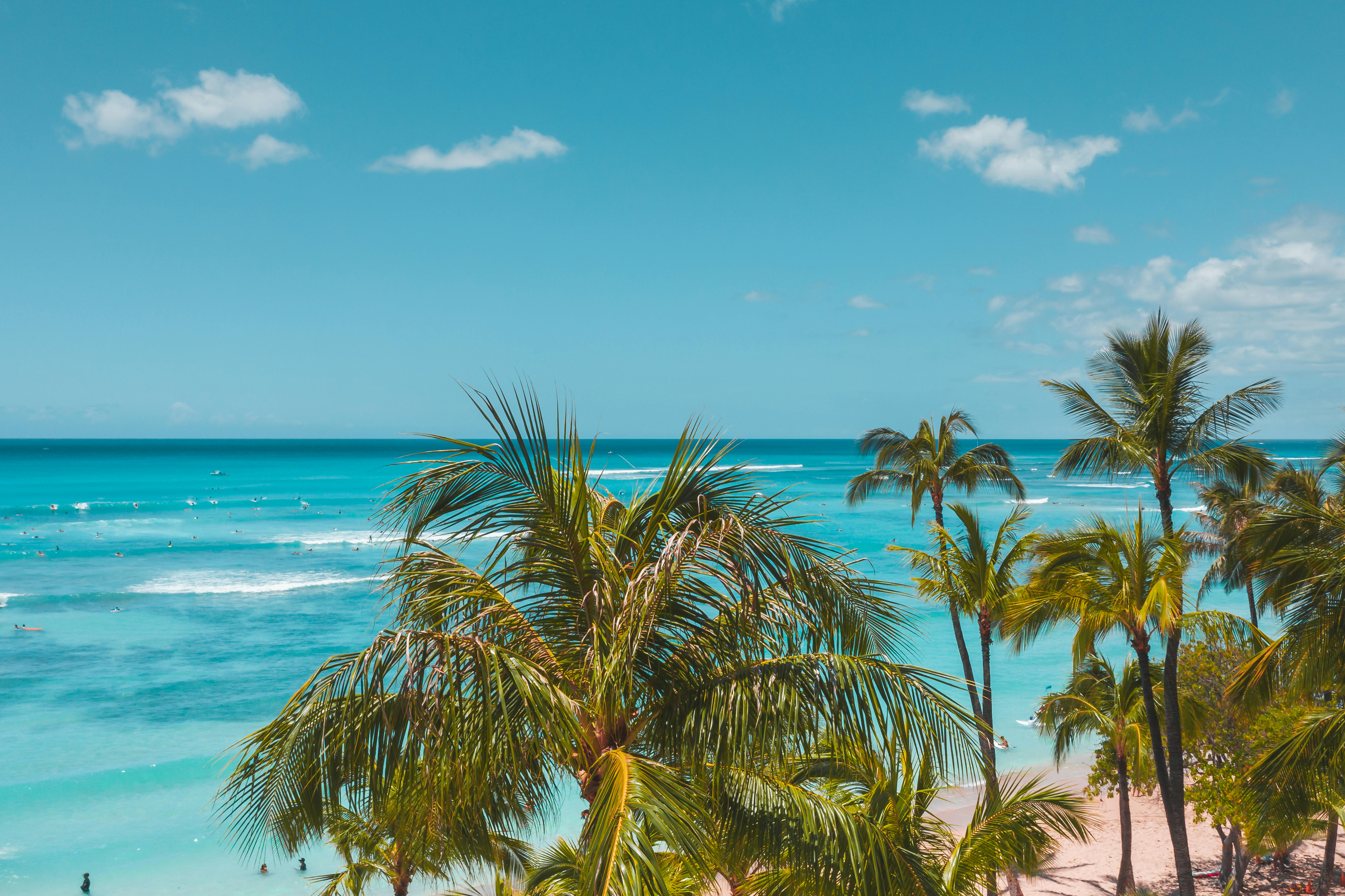 Palm Tree Breeze And Waves Zoom Backgrounds Photos, Download The BEST ...