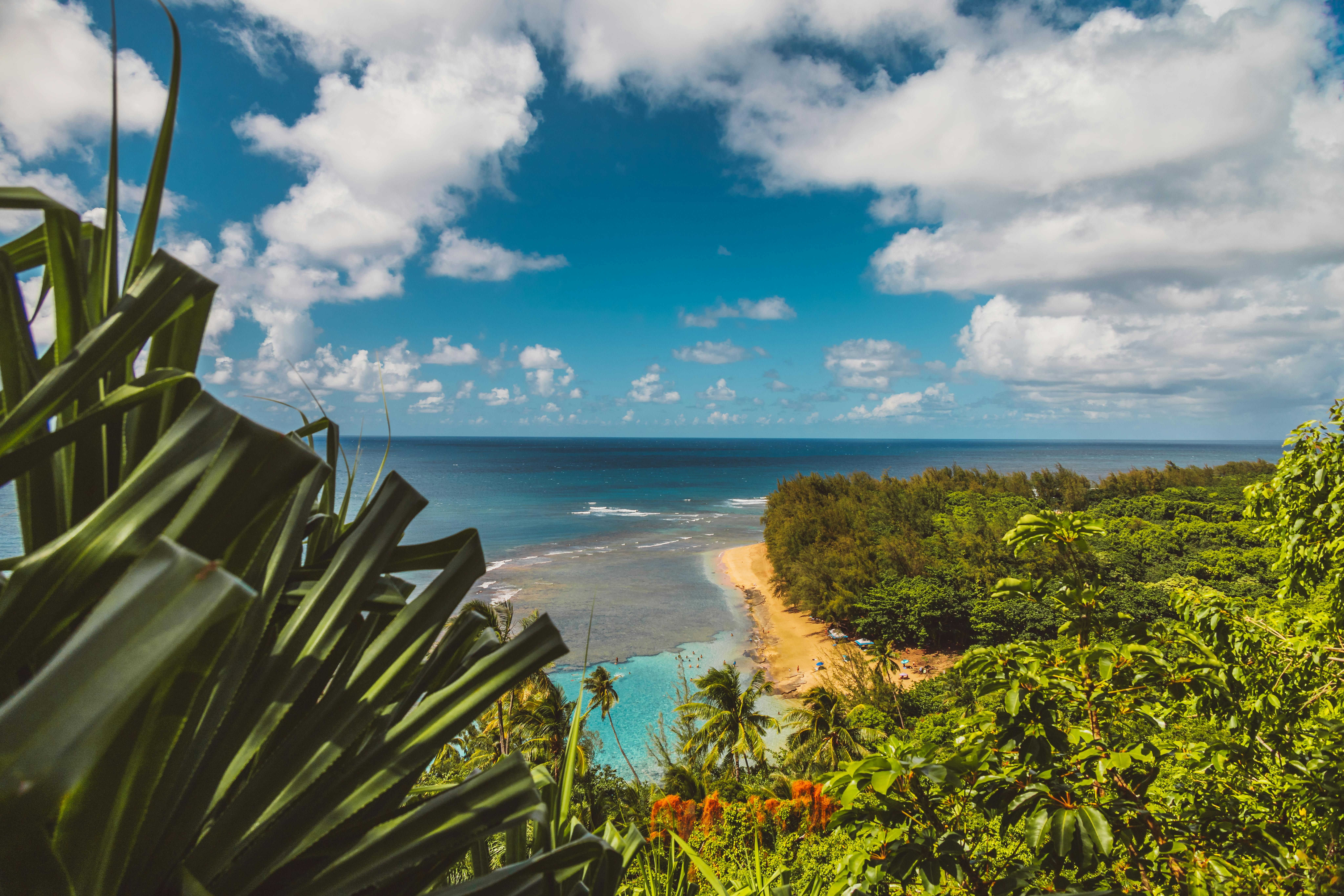 Tropical Forest near Turquoise Ocean · Free Stock Photo