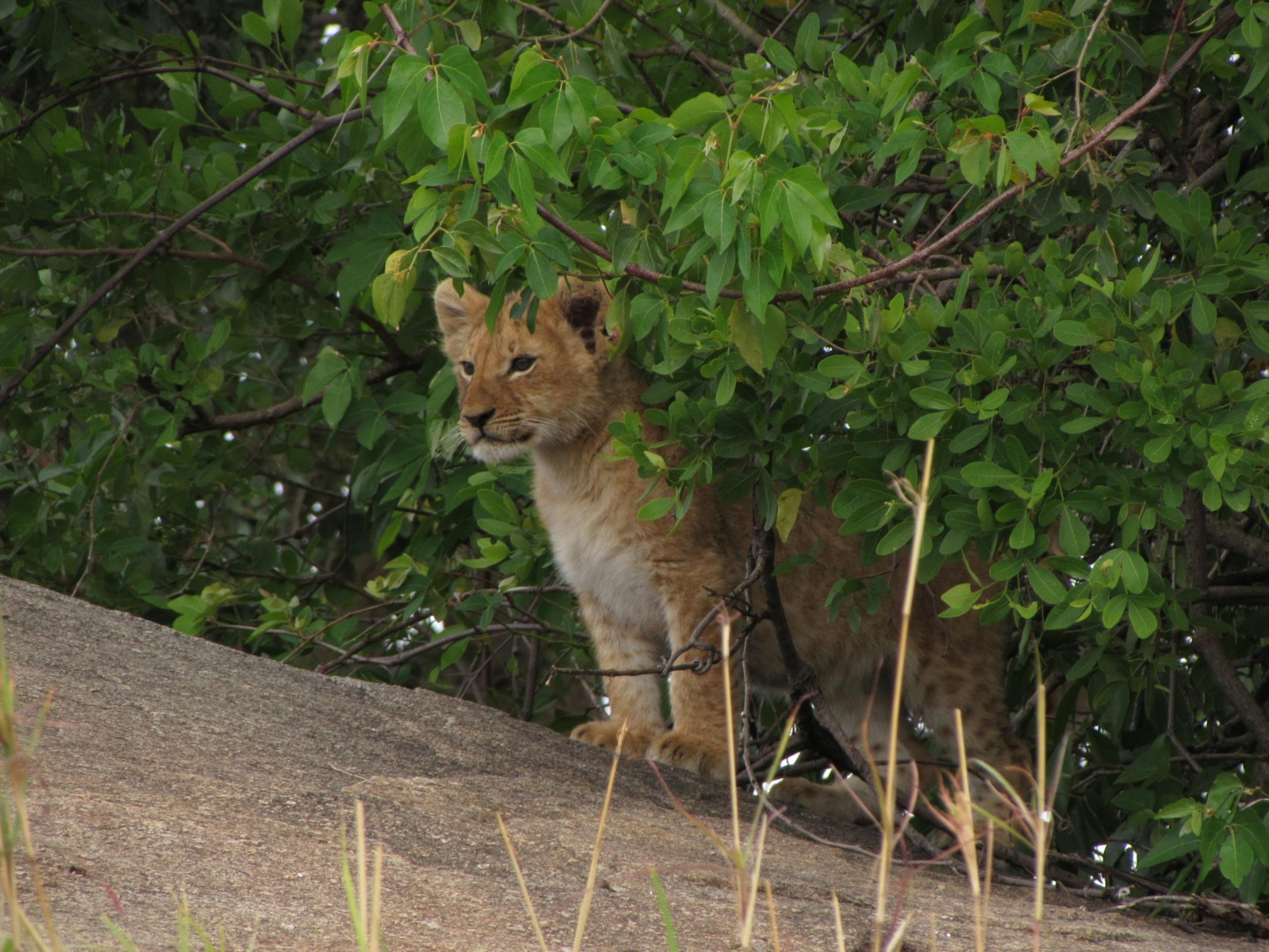 Bushland Adventure Travel - Photography
