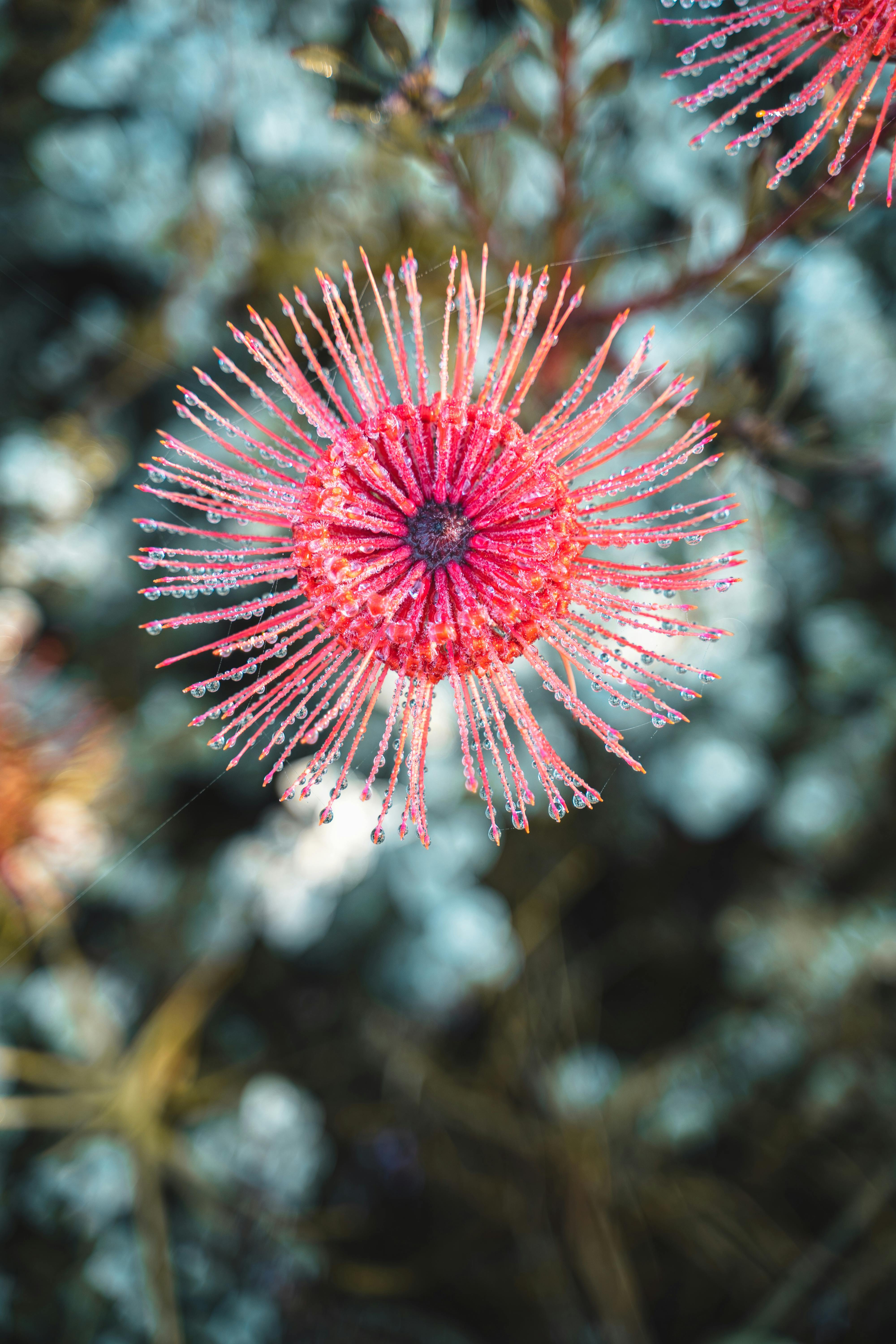 Blooming Mimosa Flower · Free Stock Photo