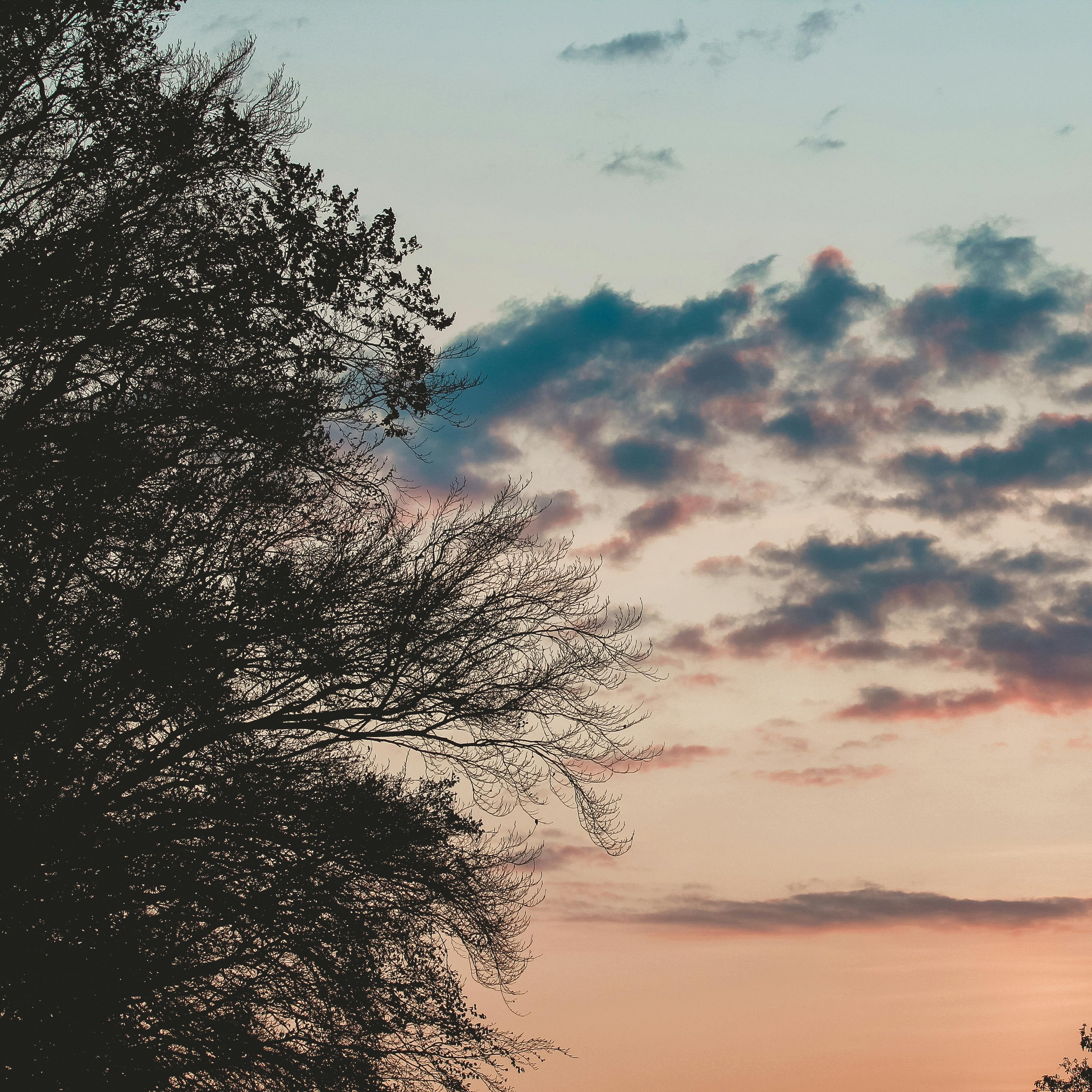 Tree and Clouds during Sunset · Free Stock Photo