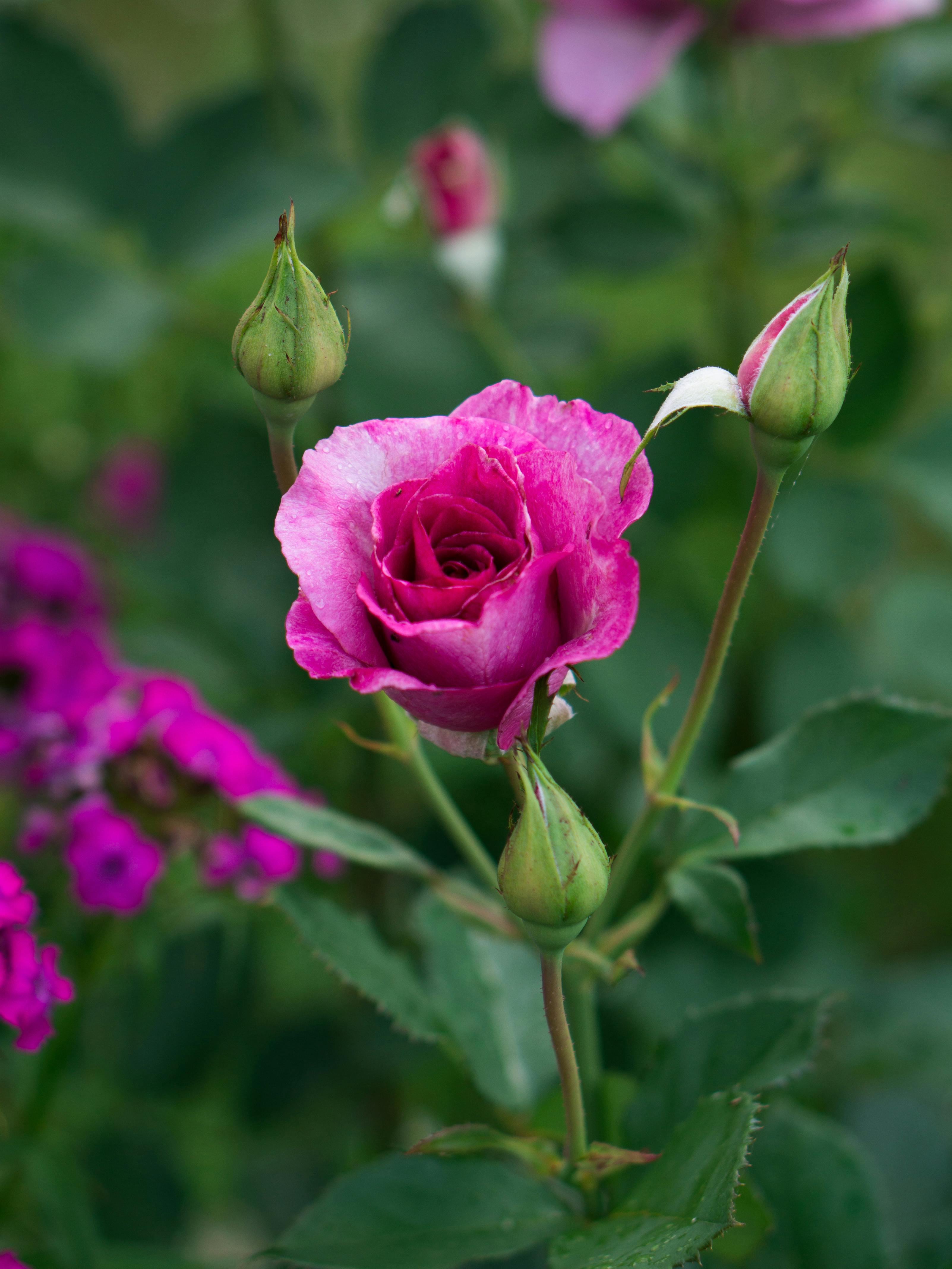 Close-Up Shot of a Pink Flower Bud · Free Stock Photo