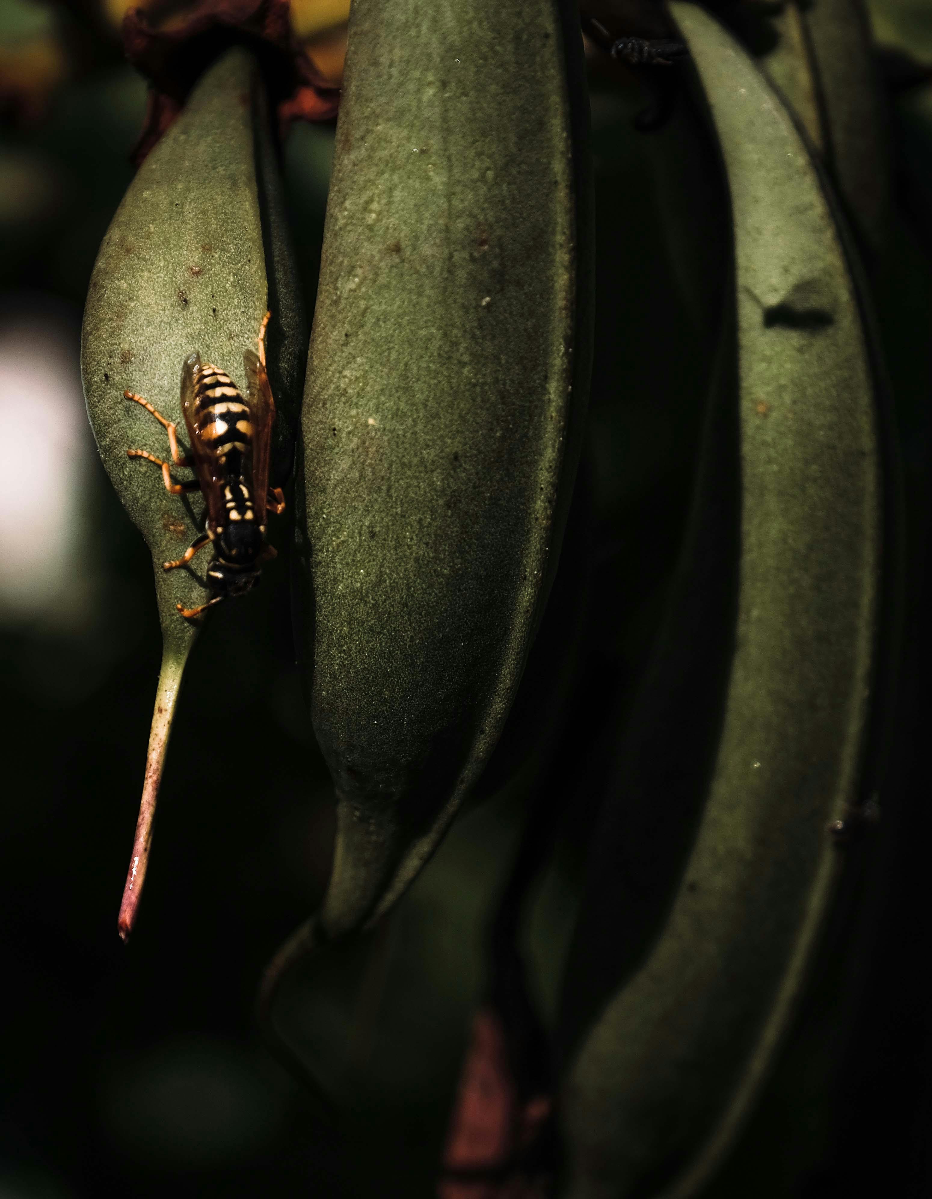 Insects sitting on pods of green bean · Free Stock Photo