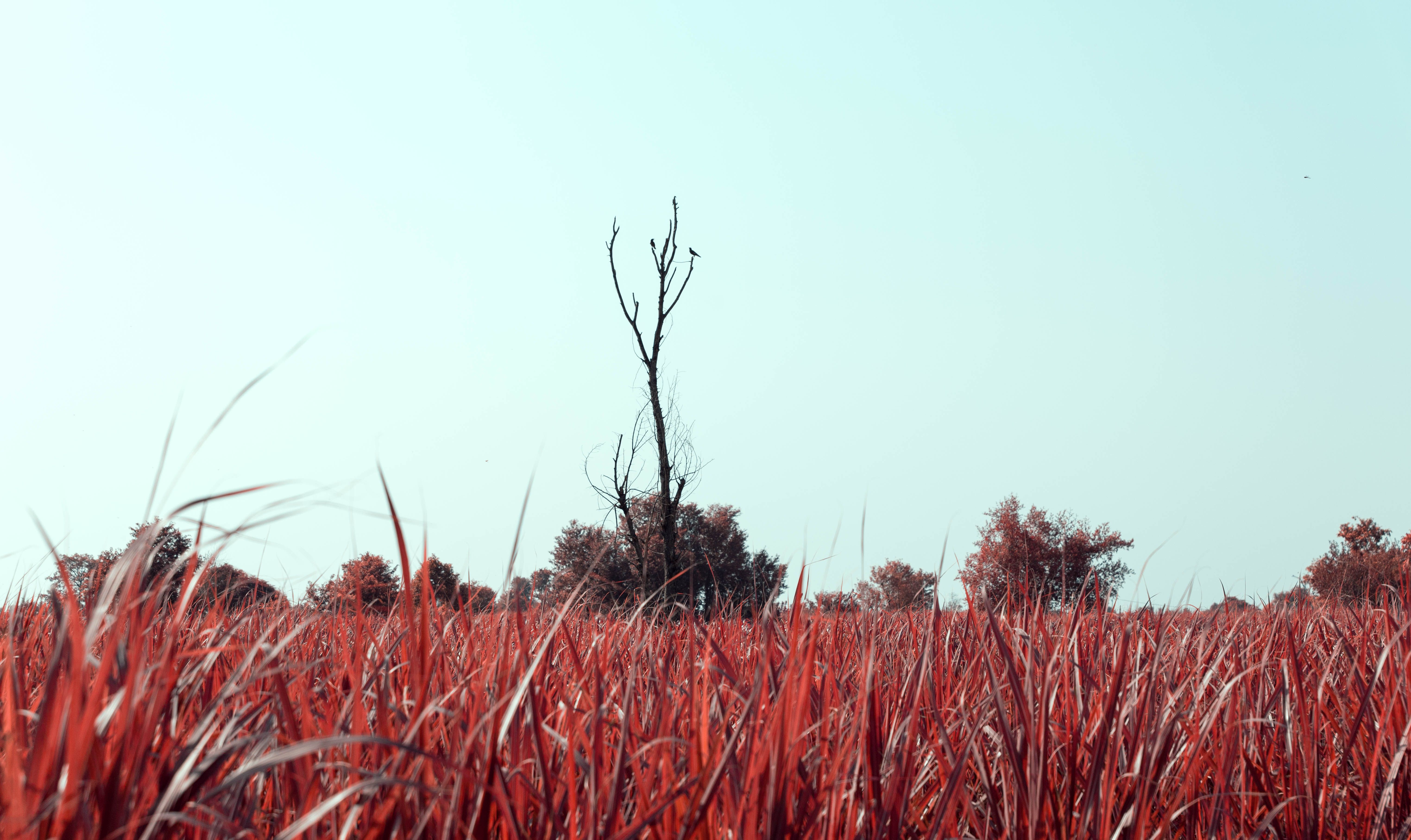 Red Grasses Under Blue Sky · Free Stock Photo