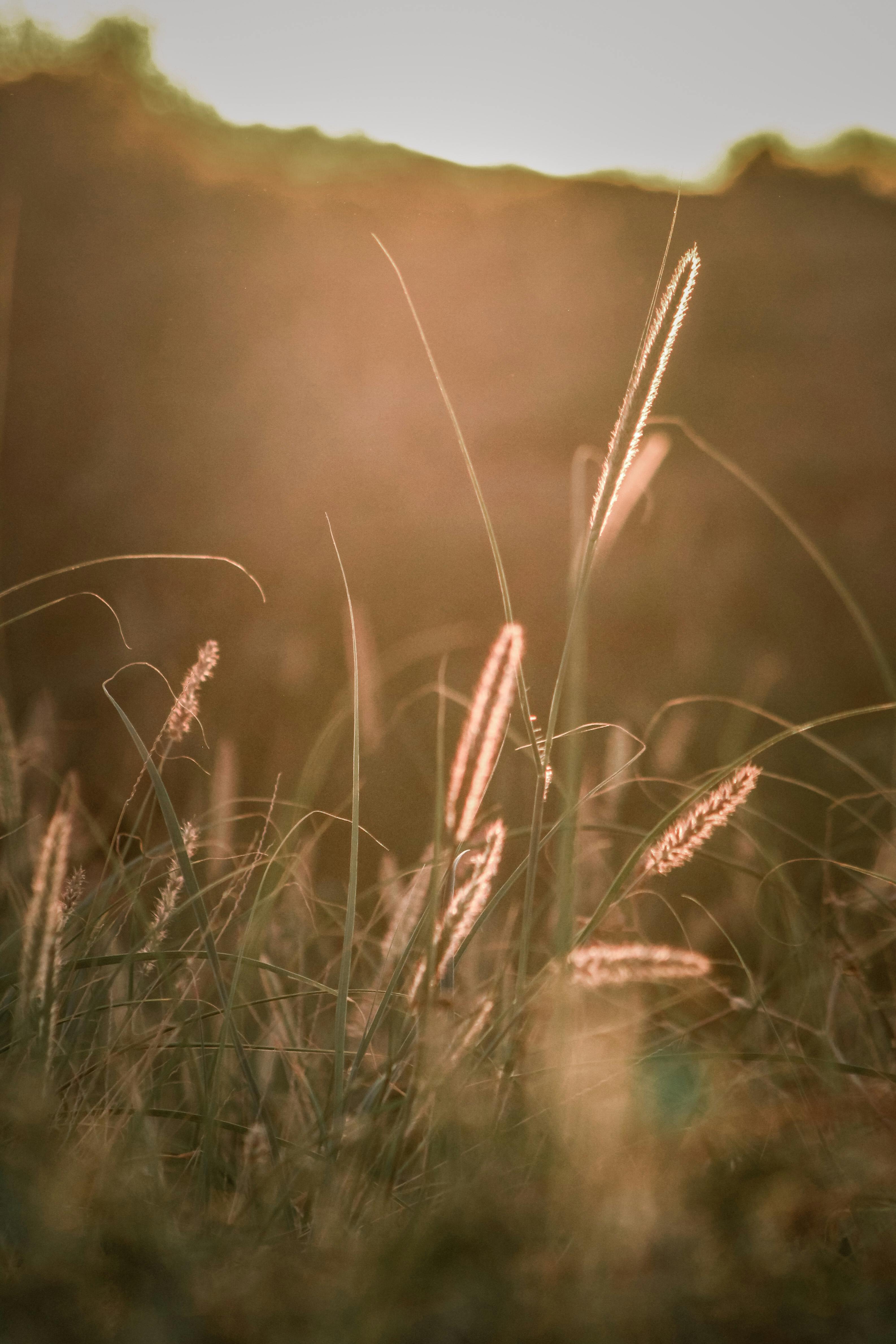 A Setaria Pumila Plant in Close-Up Photography · Free Stock Photo