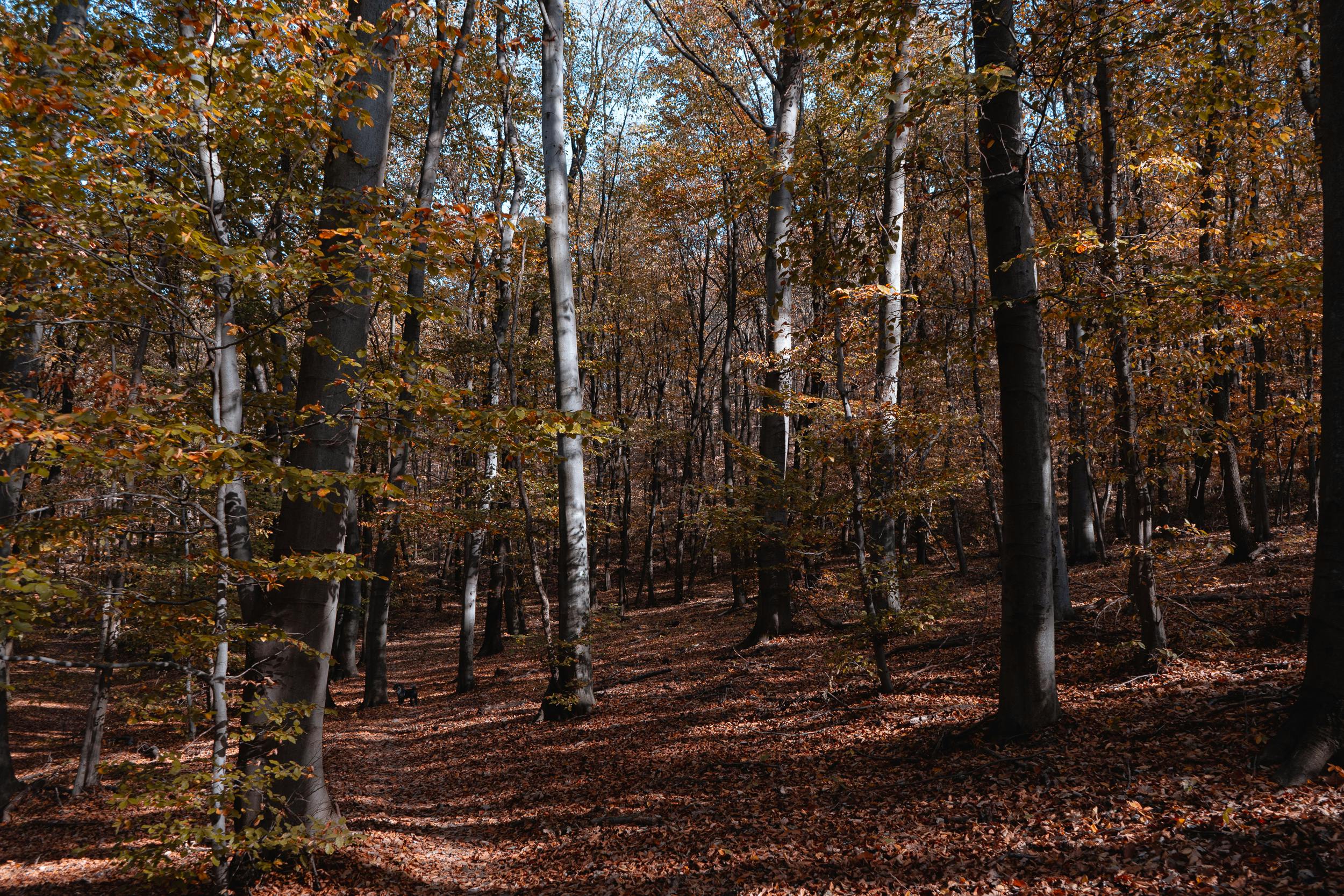 Forest · Free Stock Photo