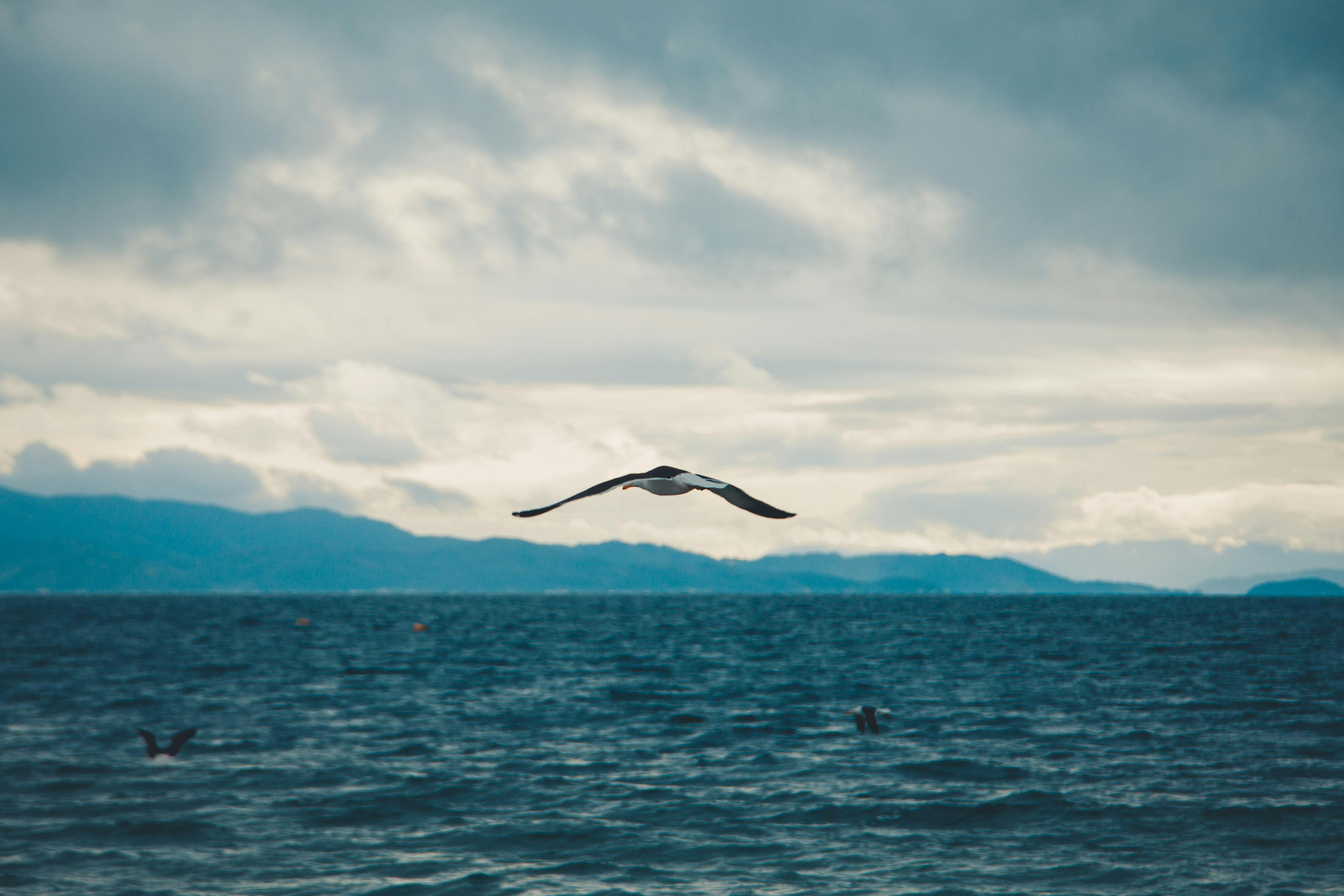 Seagull in clear sky over sea · Free Stock Photo