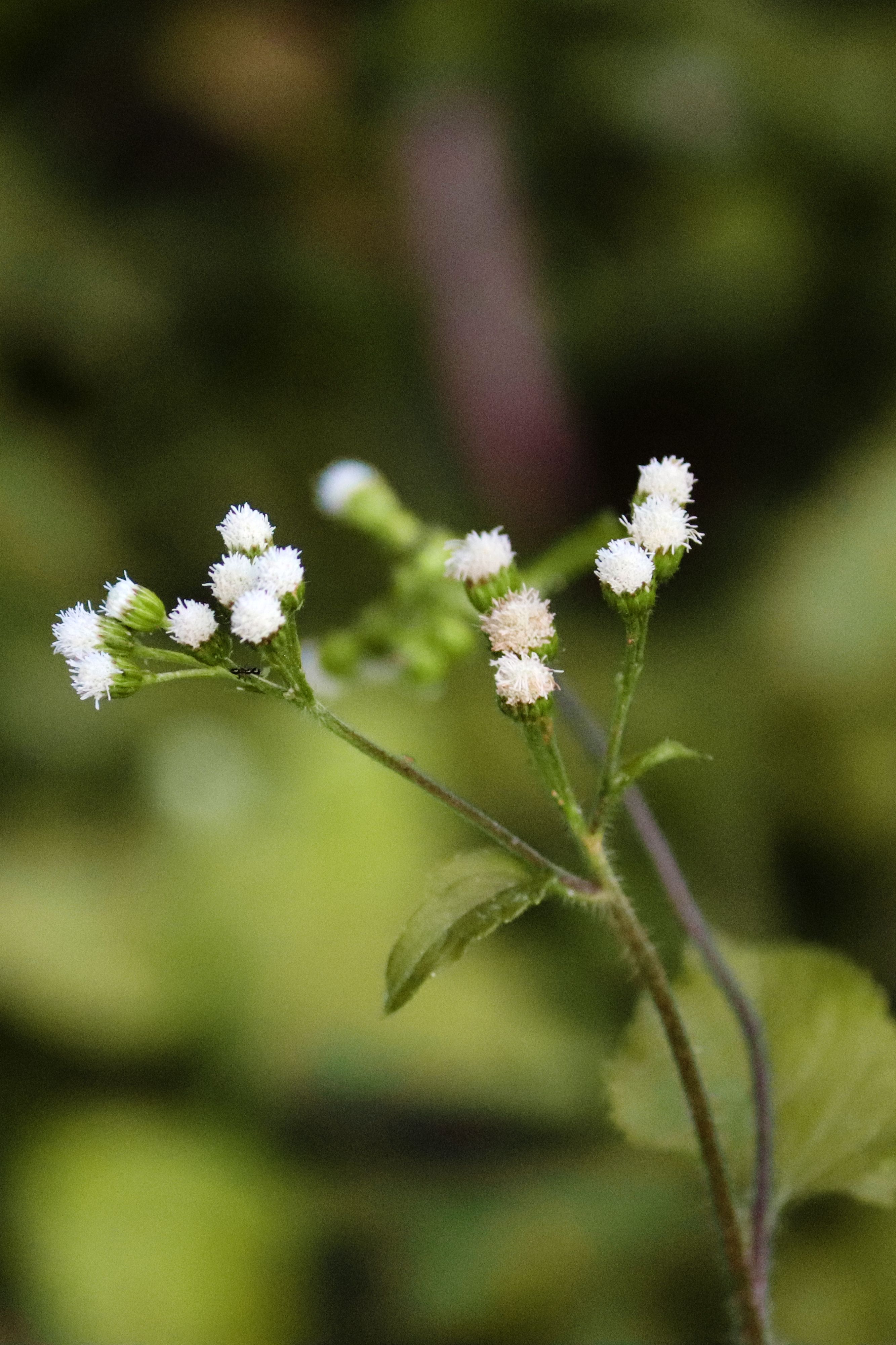 Close up of Small Flowers · Free Stock Photo