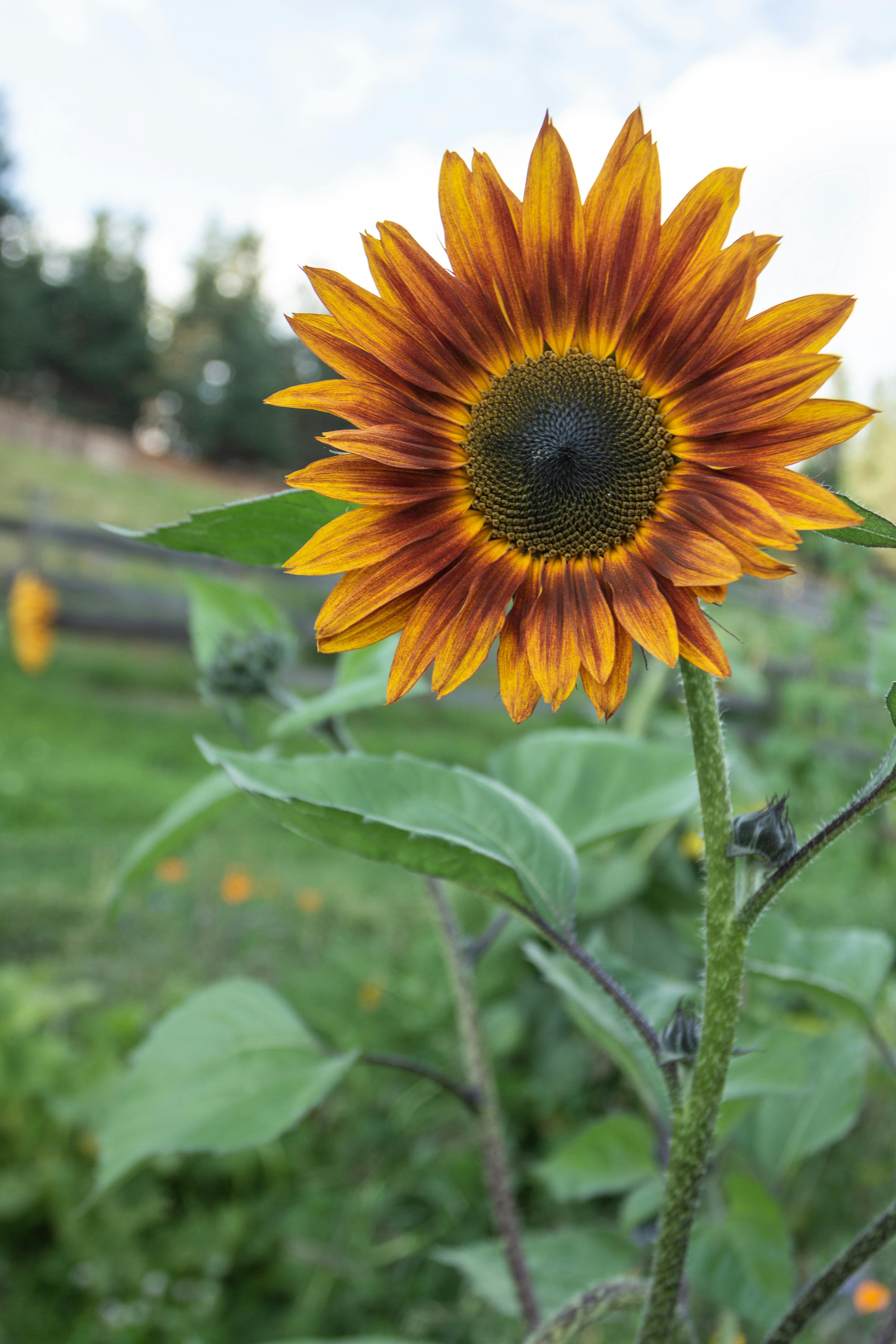 A Close-up Shot of a Sunflower in Full Bloom · Free Stock Photo