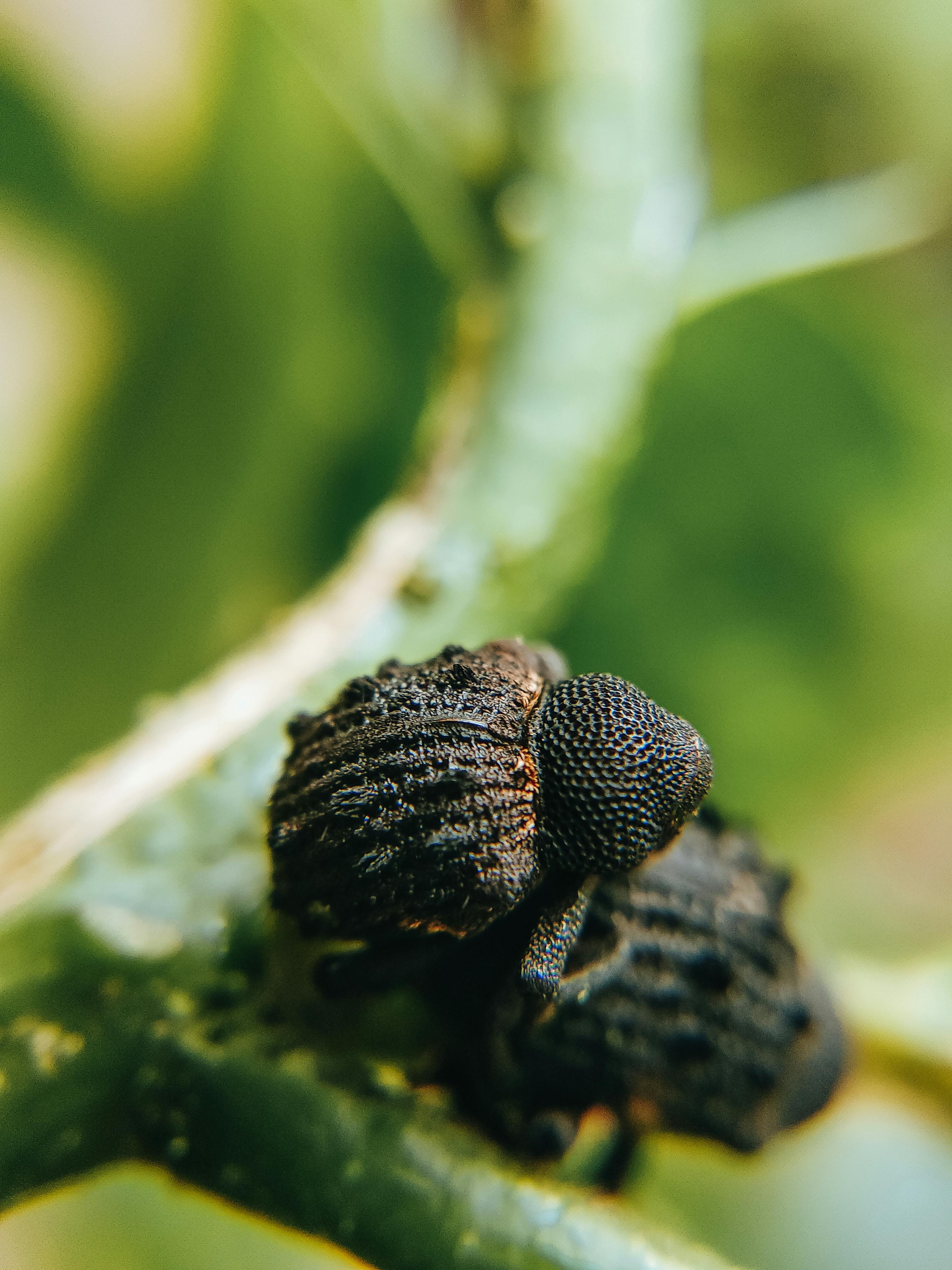 Macro Photography of an Insect · Free Stock Photo