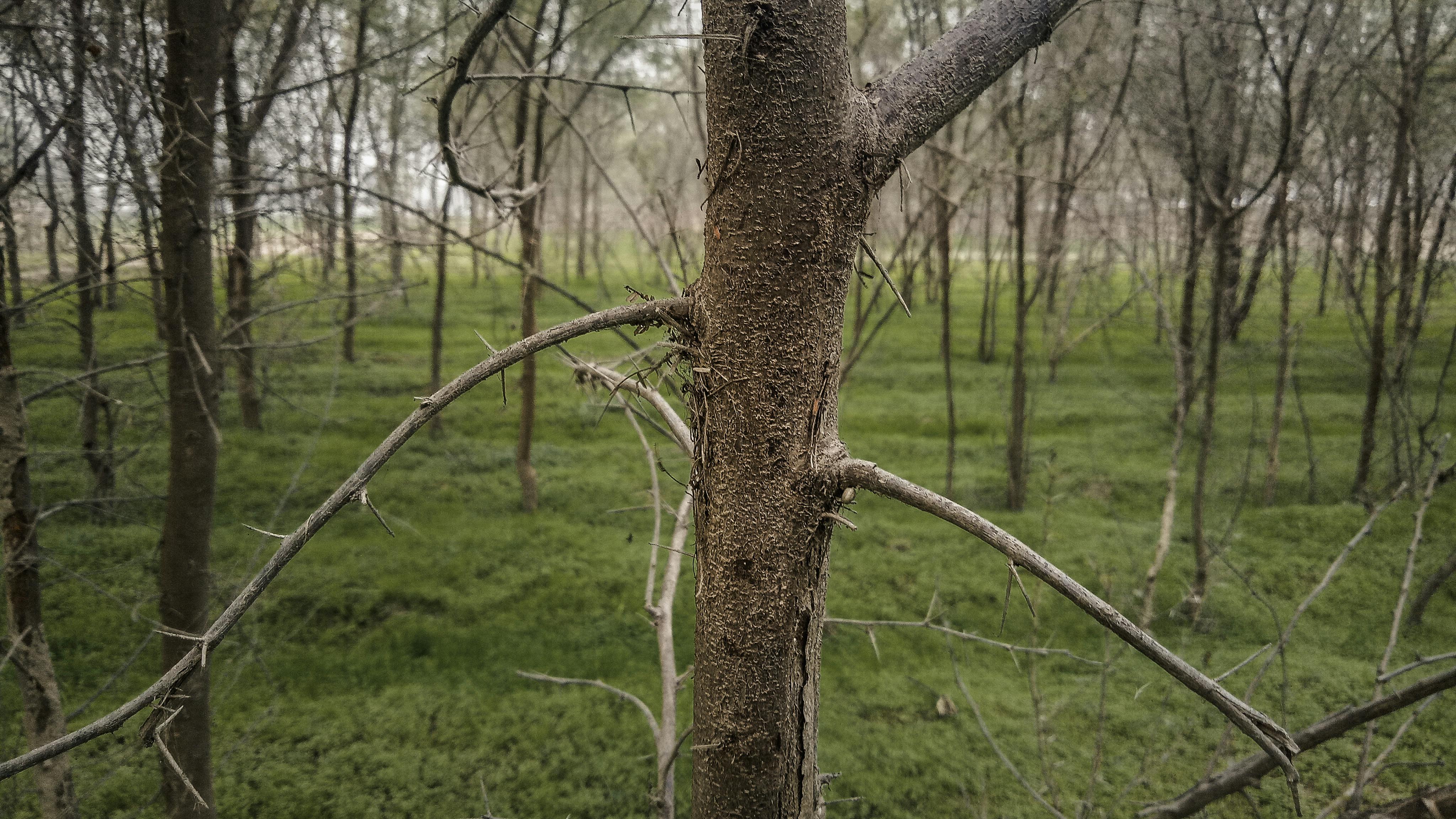 Branches Sprouting from a Tree Trunk · Free Stock Photo
