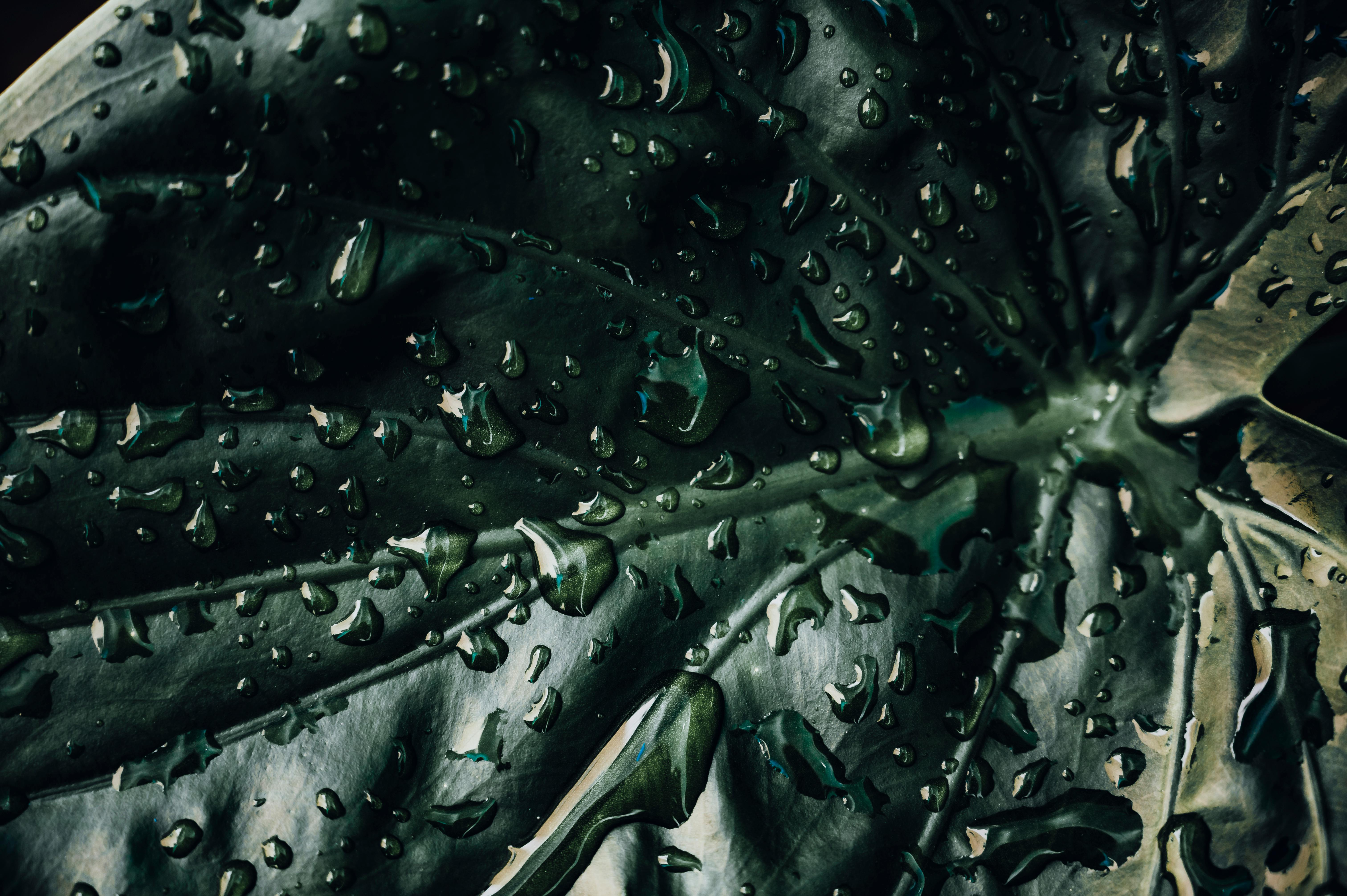 Close Up Photo of a Leaf · Free Stock Photo