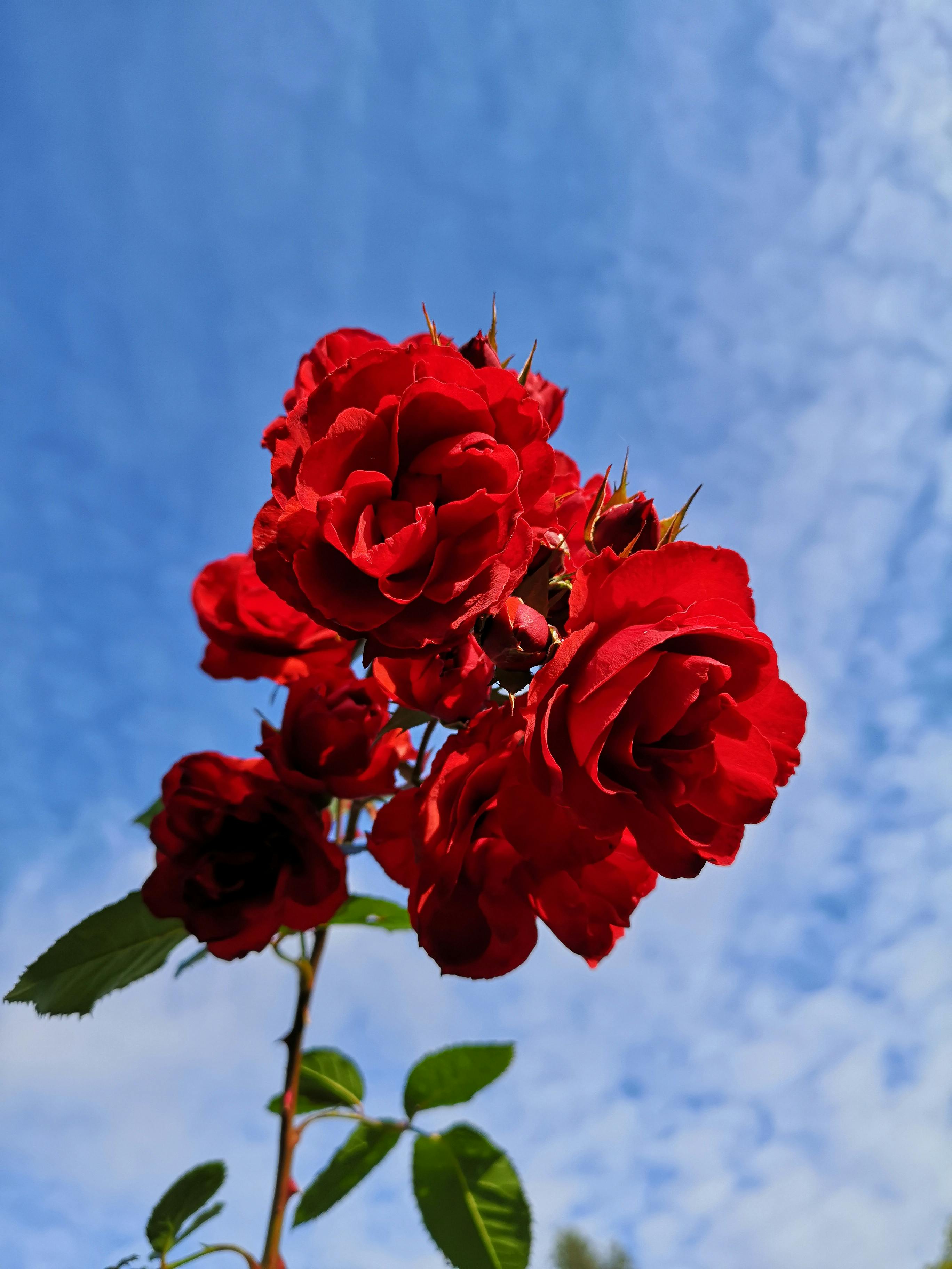 Red Roses against Sky · Free Stock Photo