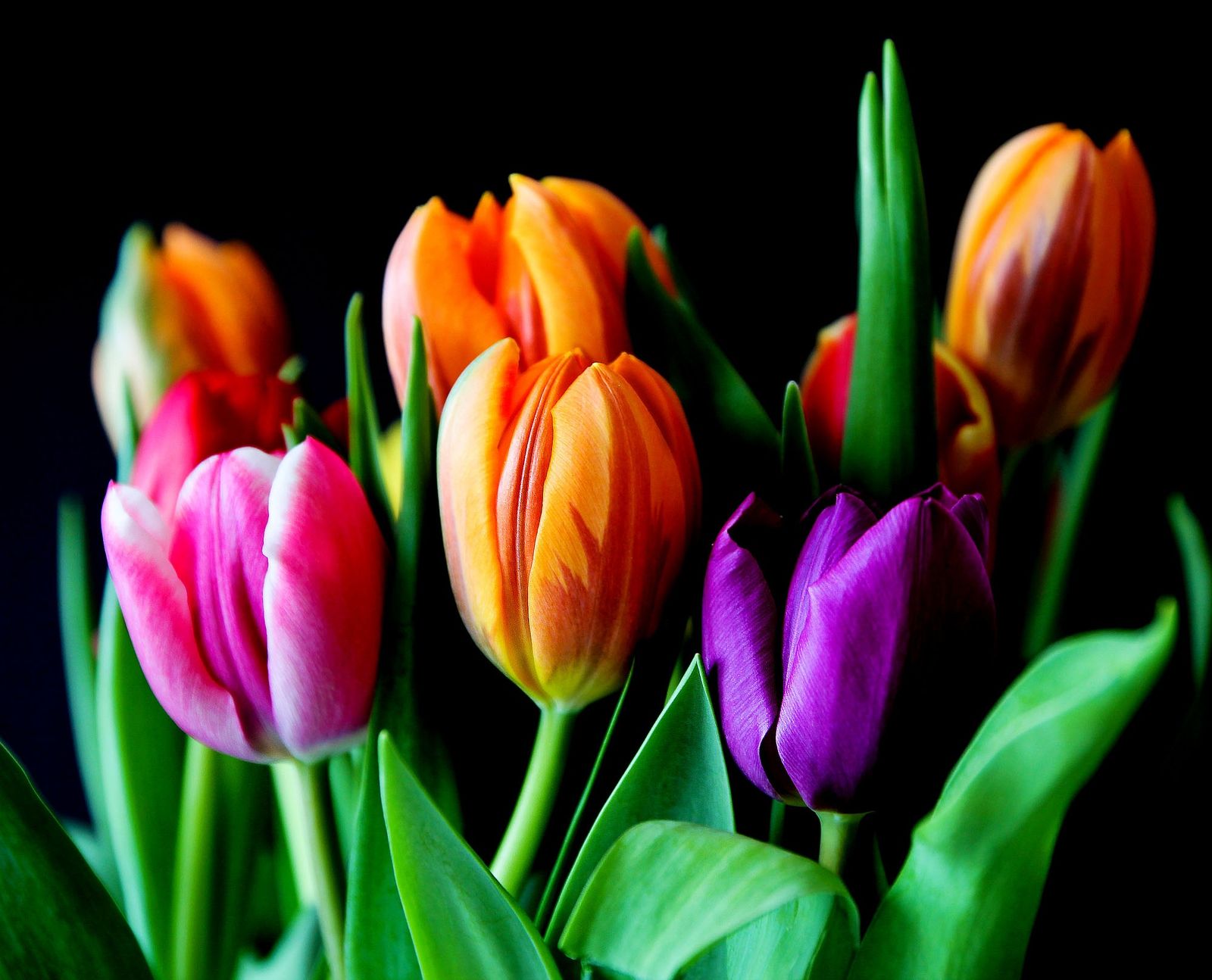 Tulips Photos, Download The BEST Free Tulips Stock Photos & HD Images