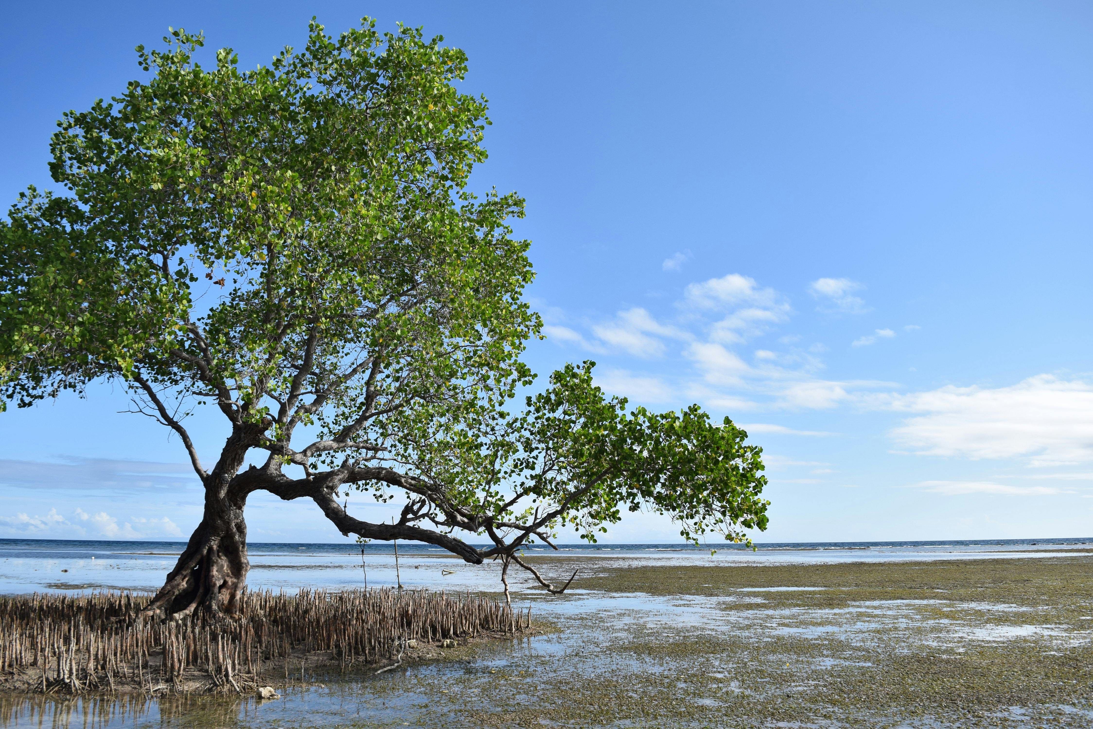 Tree growing on marsh seashore in sunlight · Free Stock Photo