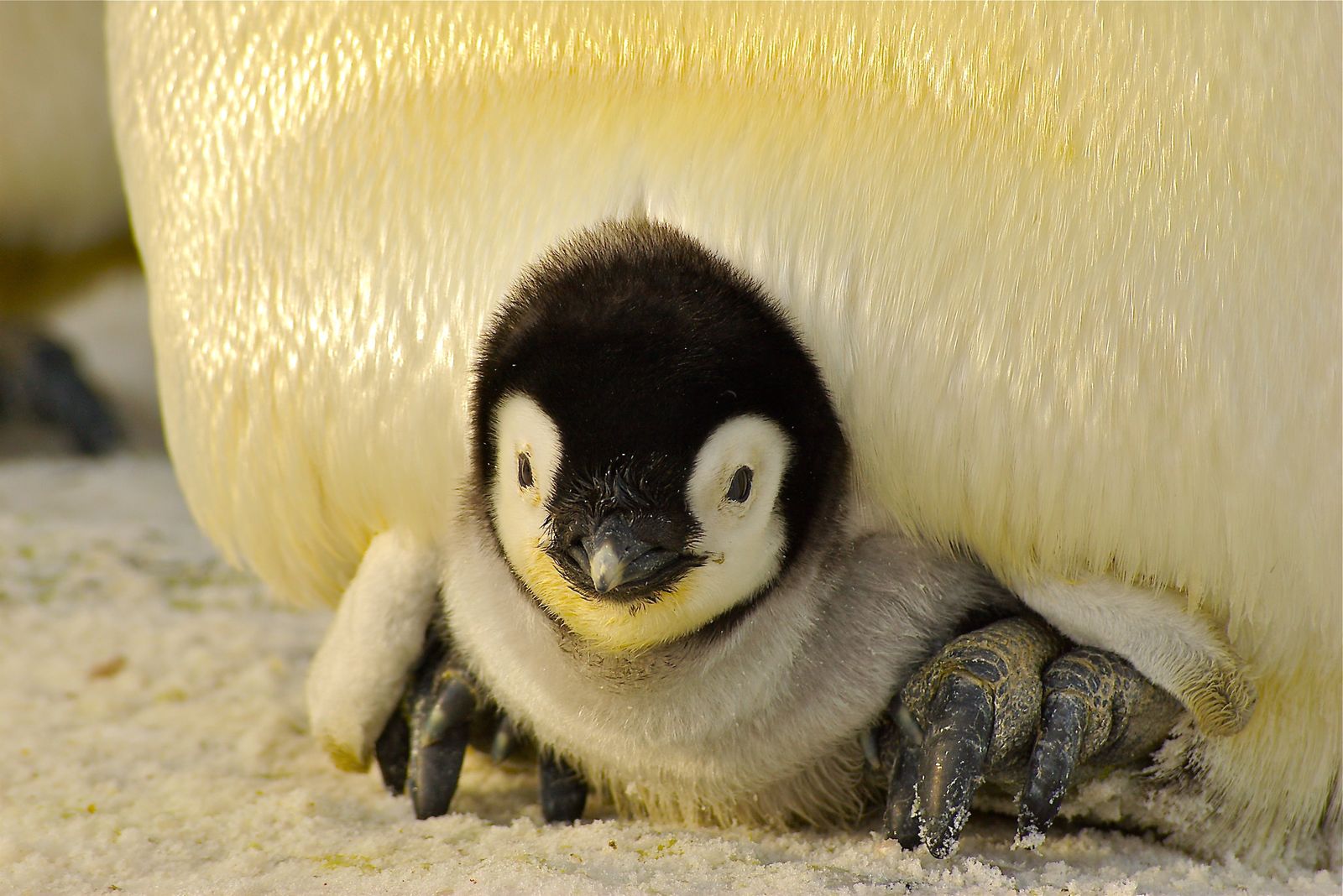 Cute Baby Penguin Photos, Download The BEST Free Cute Baby Penguin ...