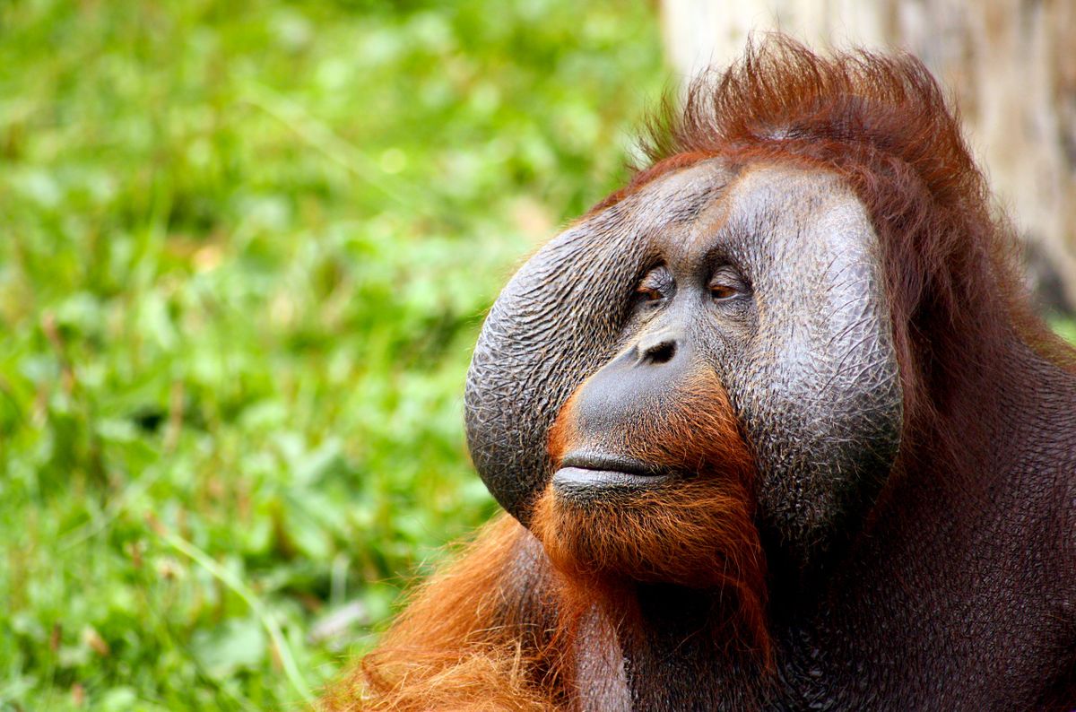Ape Photos, Download The BEST Free Ape Stock Photos & HD Images