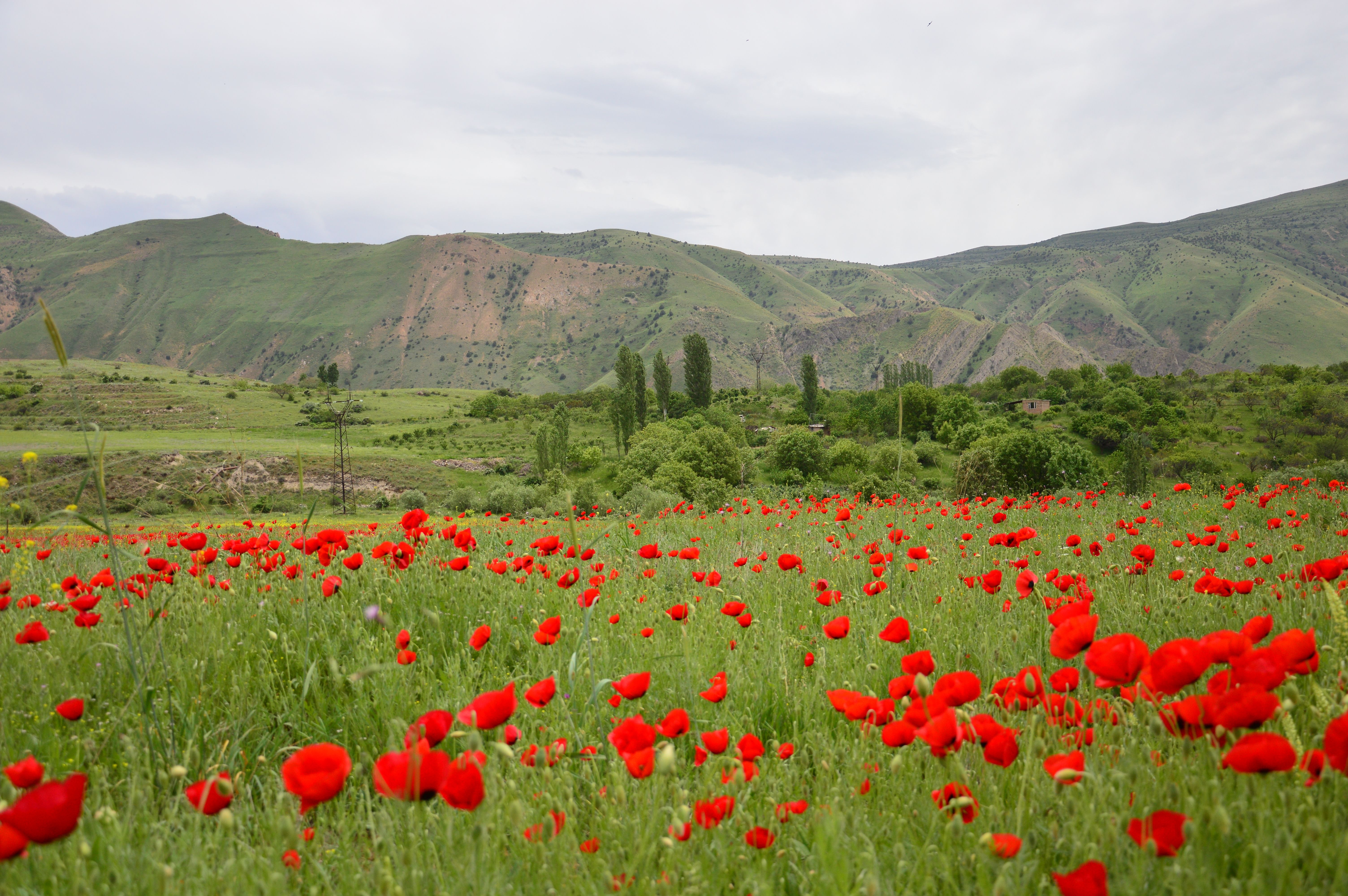 Foto de stock gratuita sobre campo, césped, cielo, escénico, flor ...