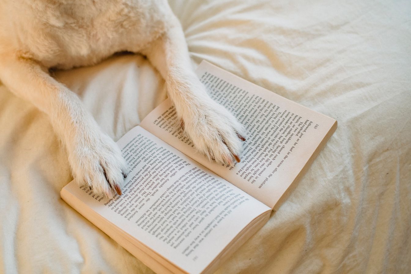 Exploring Types of Dog Paws: Unique Characteristics Revealed