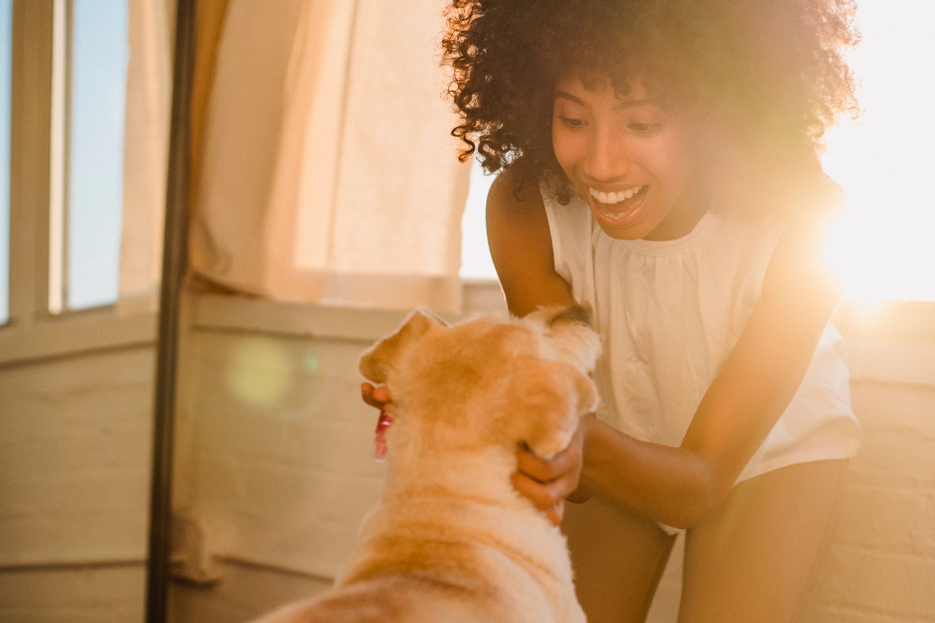 Unlocking Labrador Retriever Coat Colour Genetics Secrets