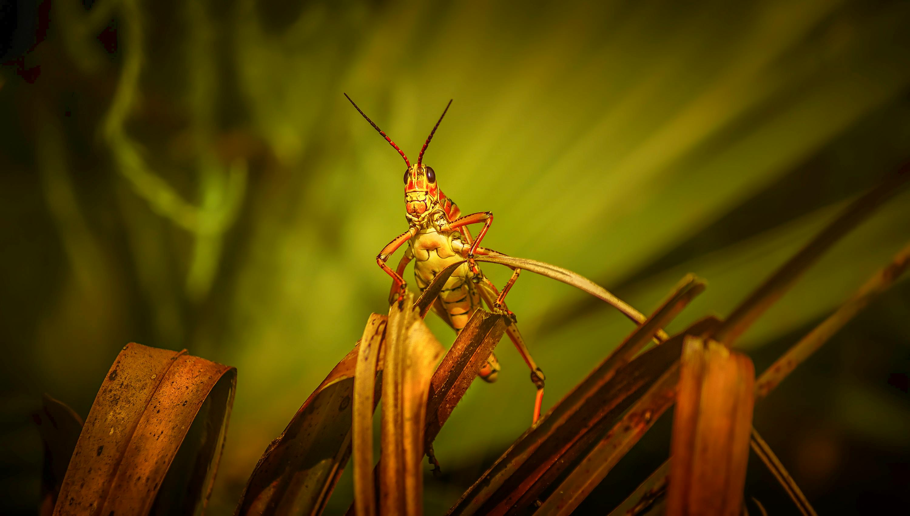 Green Grasshopper on Wheat · Free Stock Photo