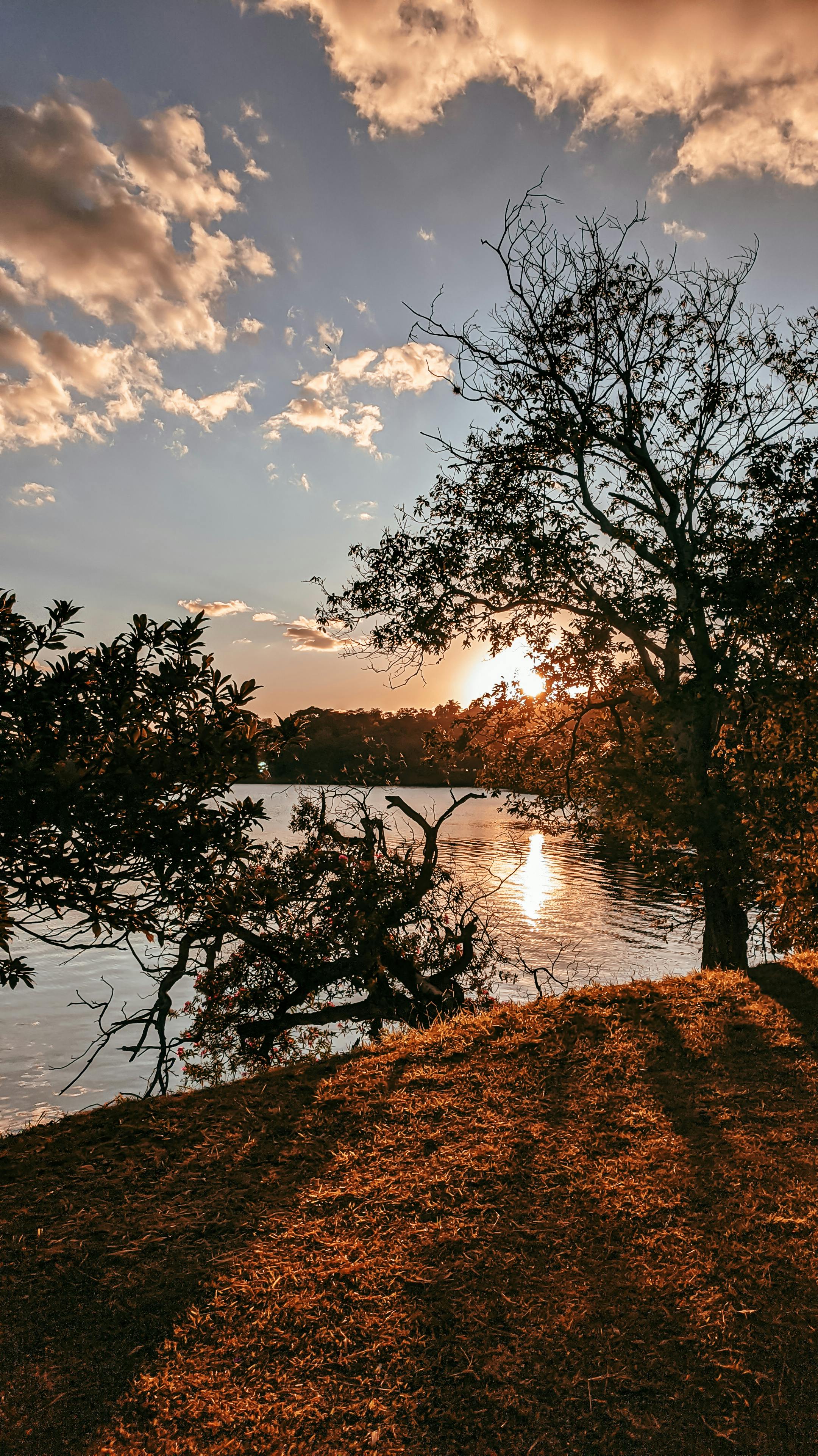Sun over Trees on Lakeside · Free Stock Photo