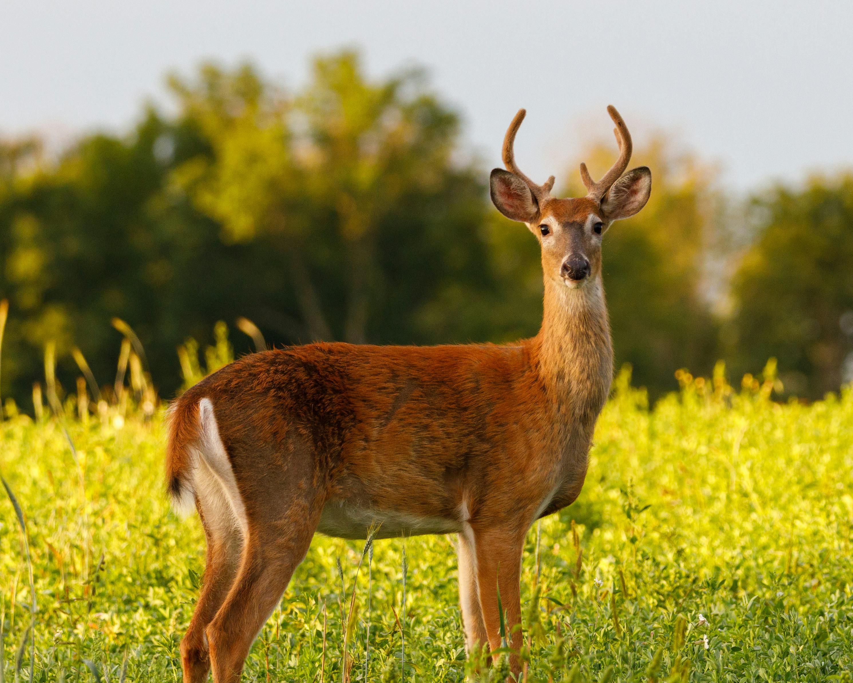 Red Deer Lying Under the Tree · Free Stock Photo