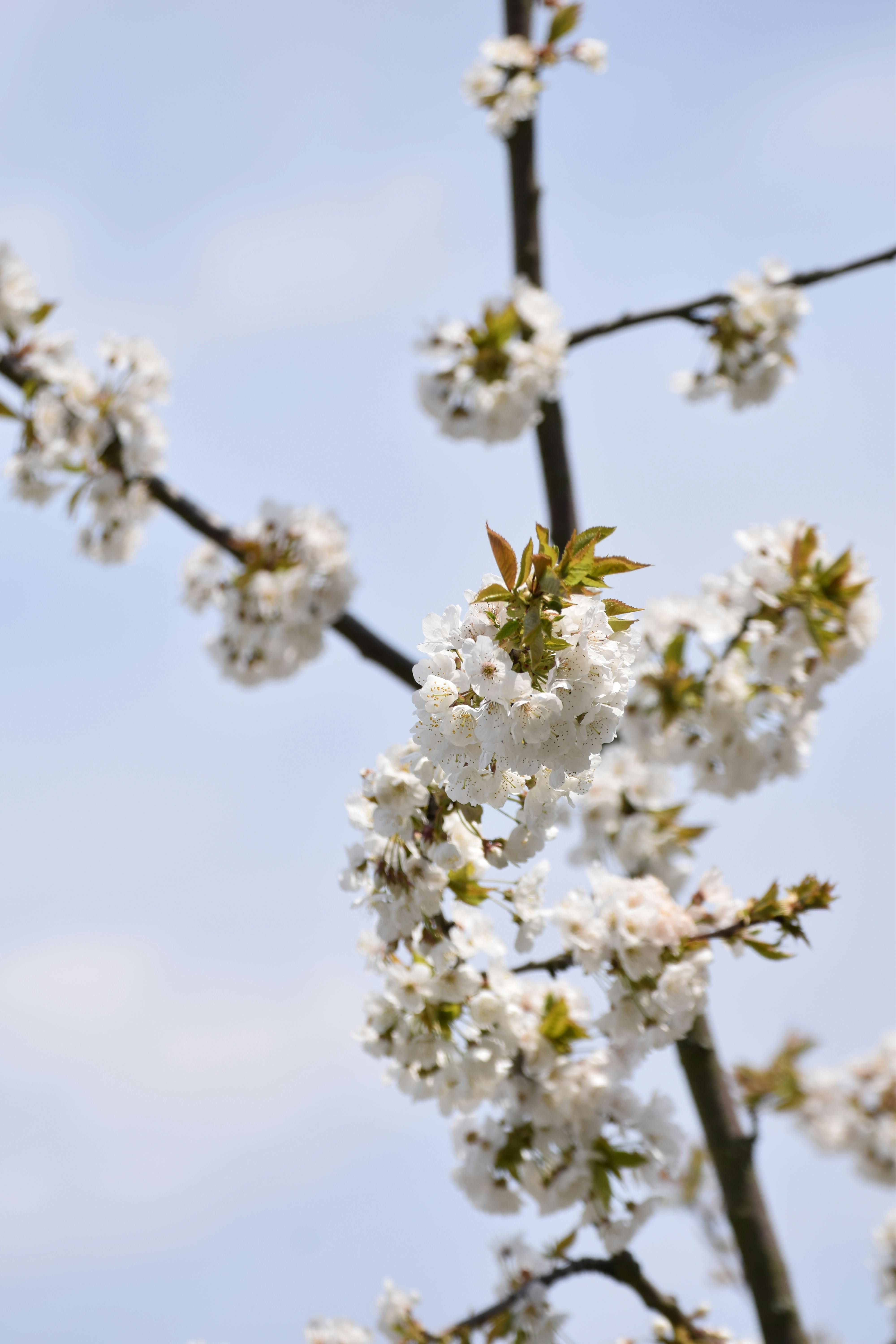 Flowering Tree · Free Stock Photo